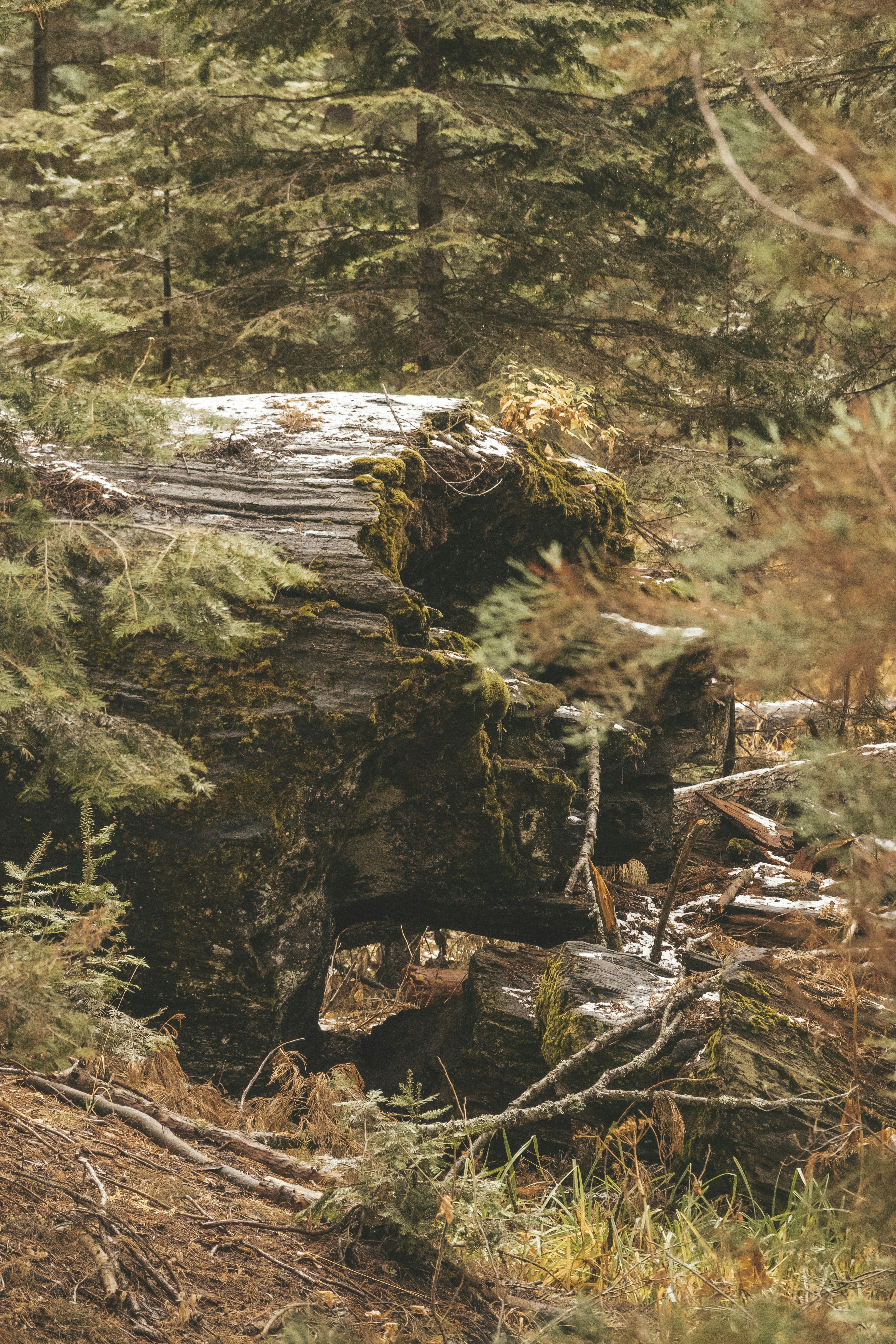 Ancient Giants: A Fallen Sequoia's TaleAndi Wieser