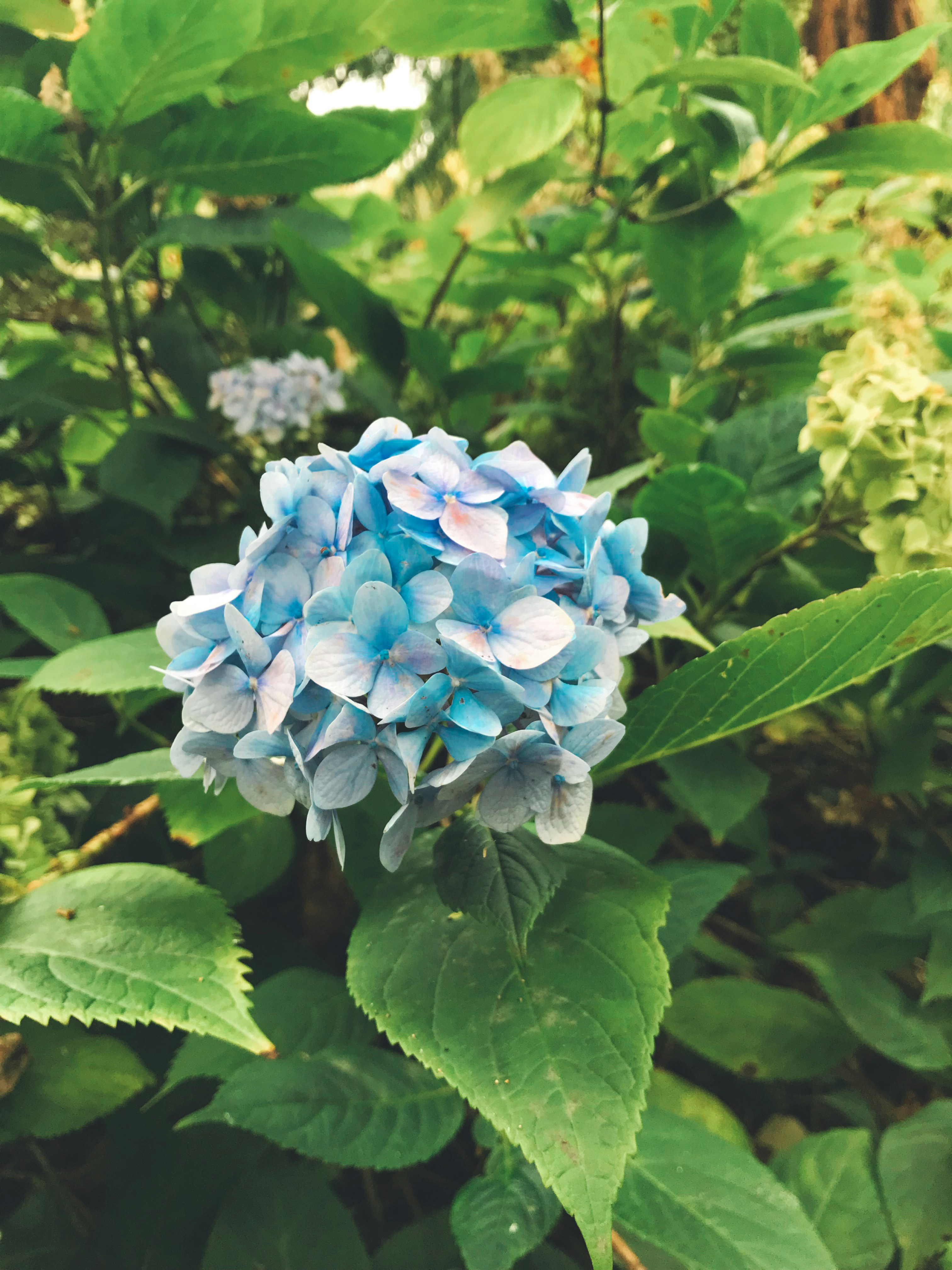blue and white flower in close up photography