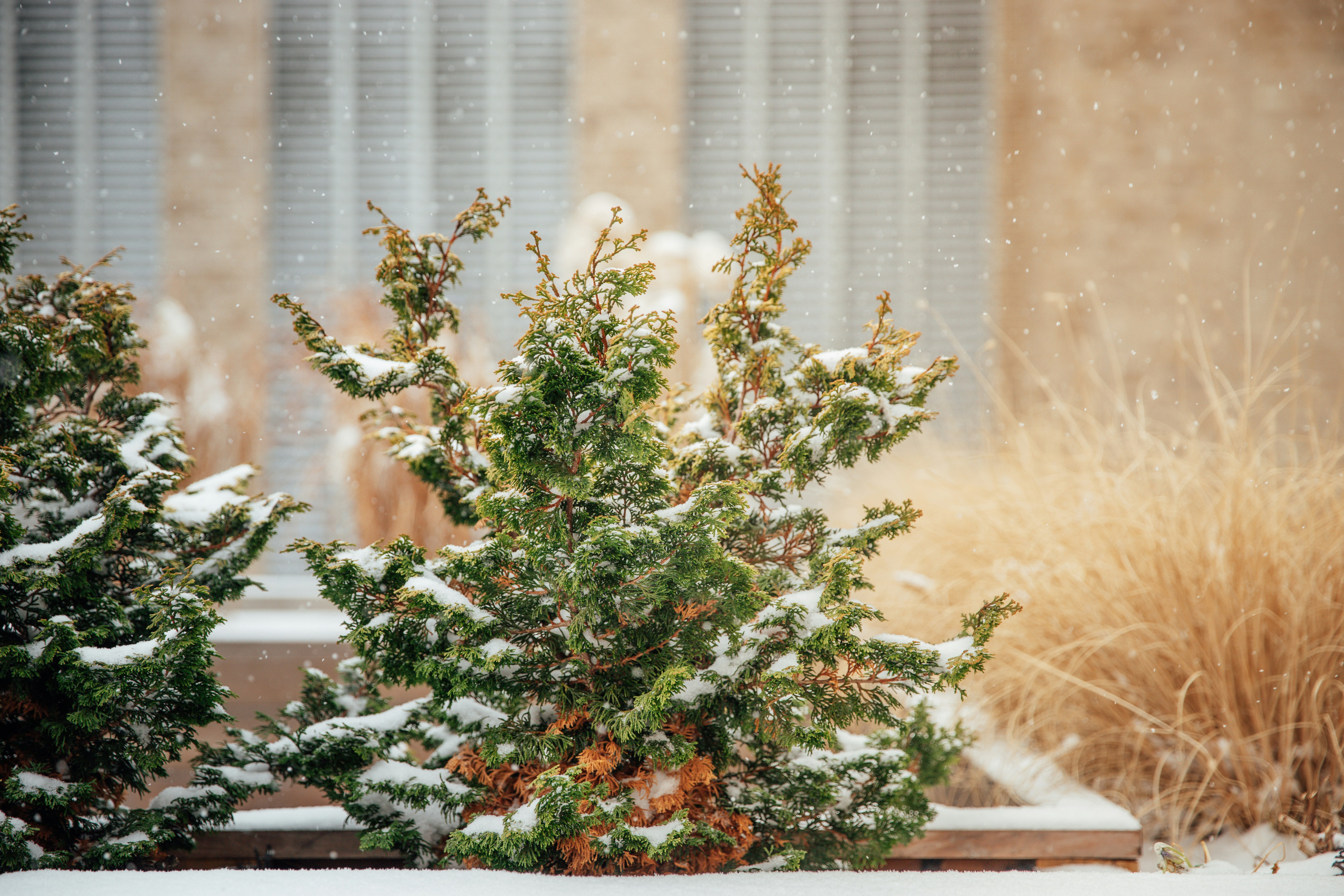 A small evergreen tree covered in snow in front of a window photo ...