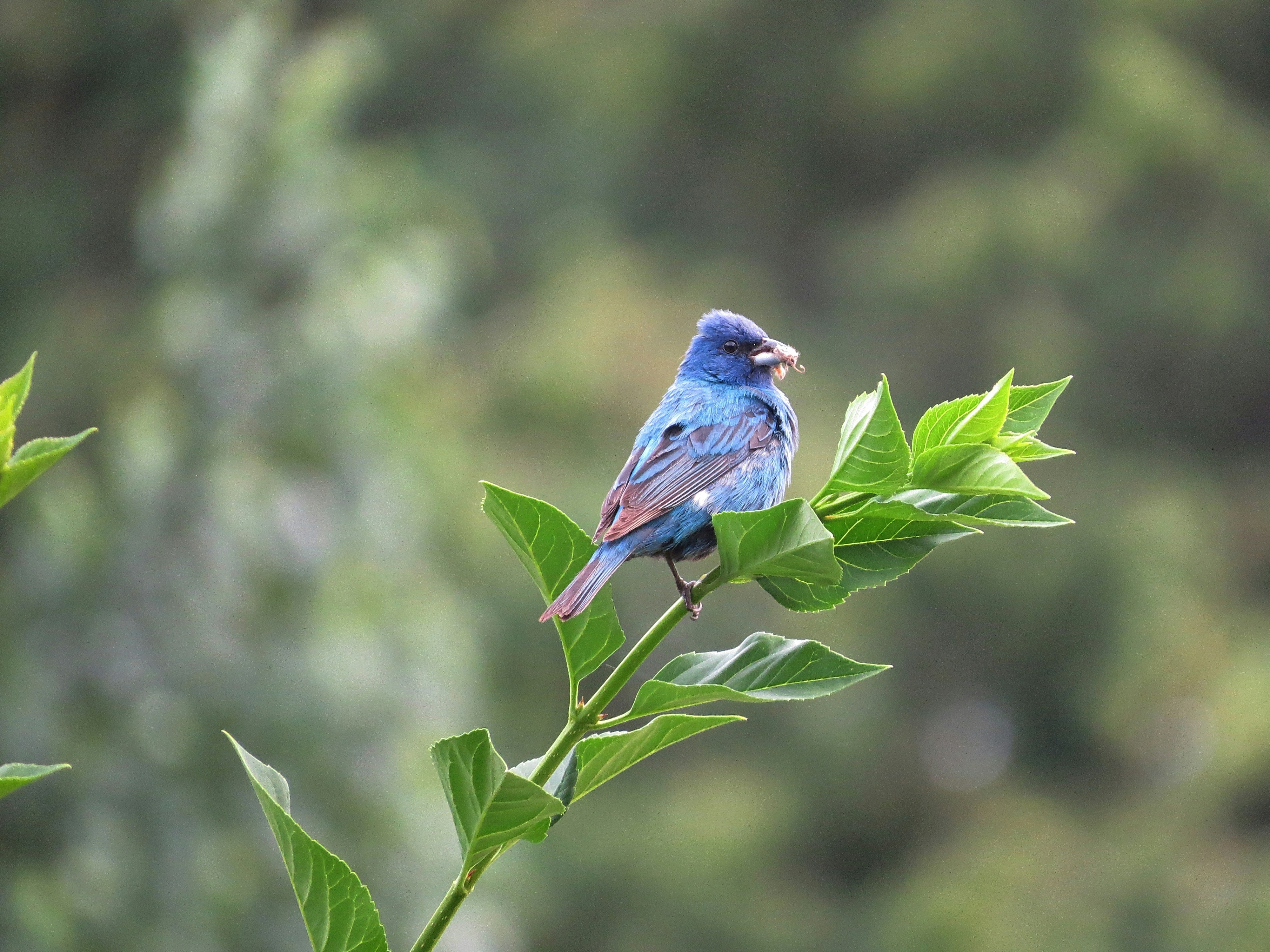Blue bird perched on a vibrant green branch with a blurred forest background.
