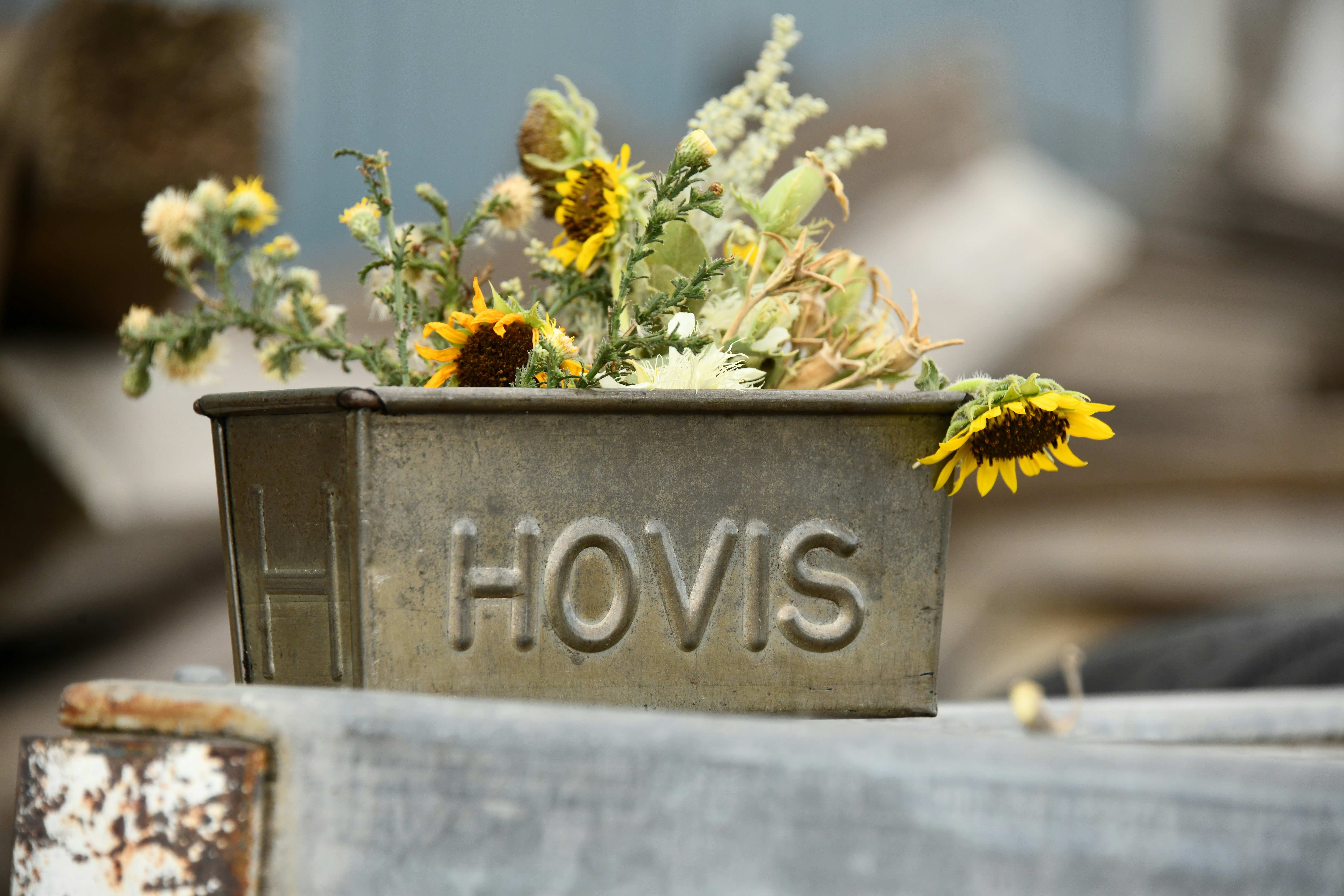 Sunflowers in a Weathered Hovis Tin on a Rustic Workbench