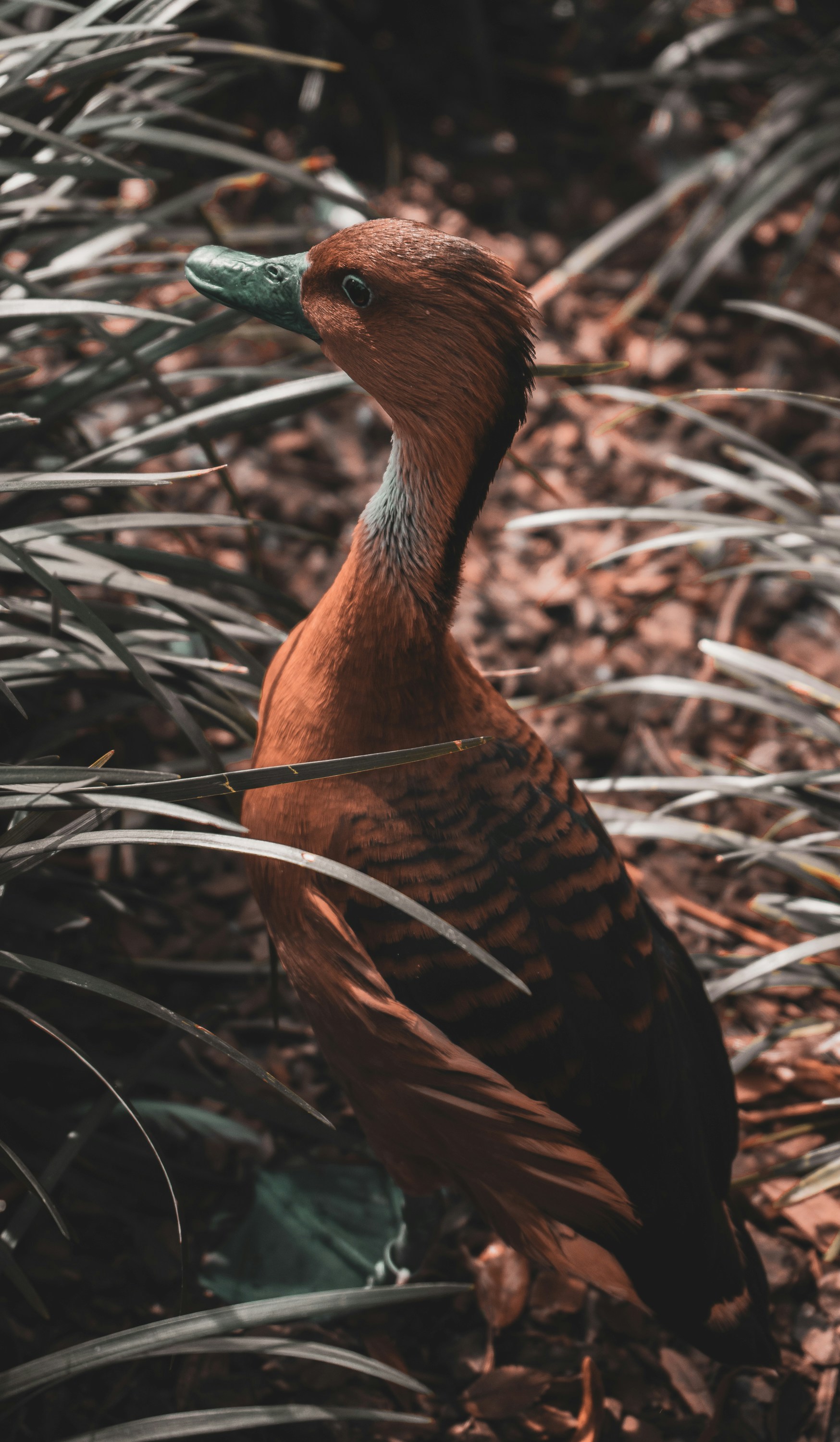 a bird is standing in the tall grass