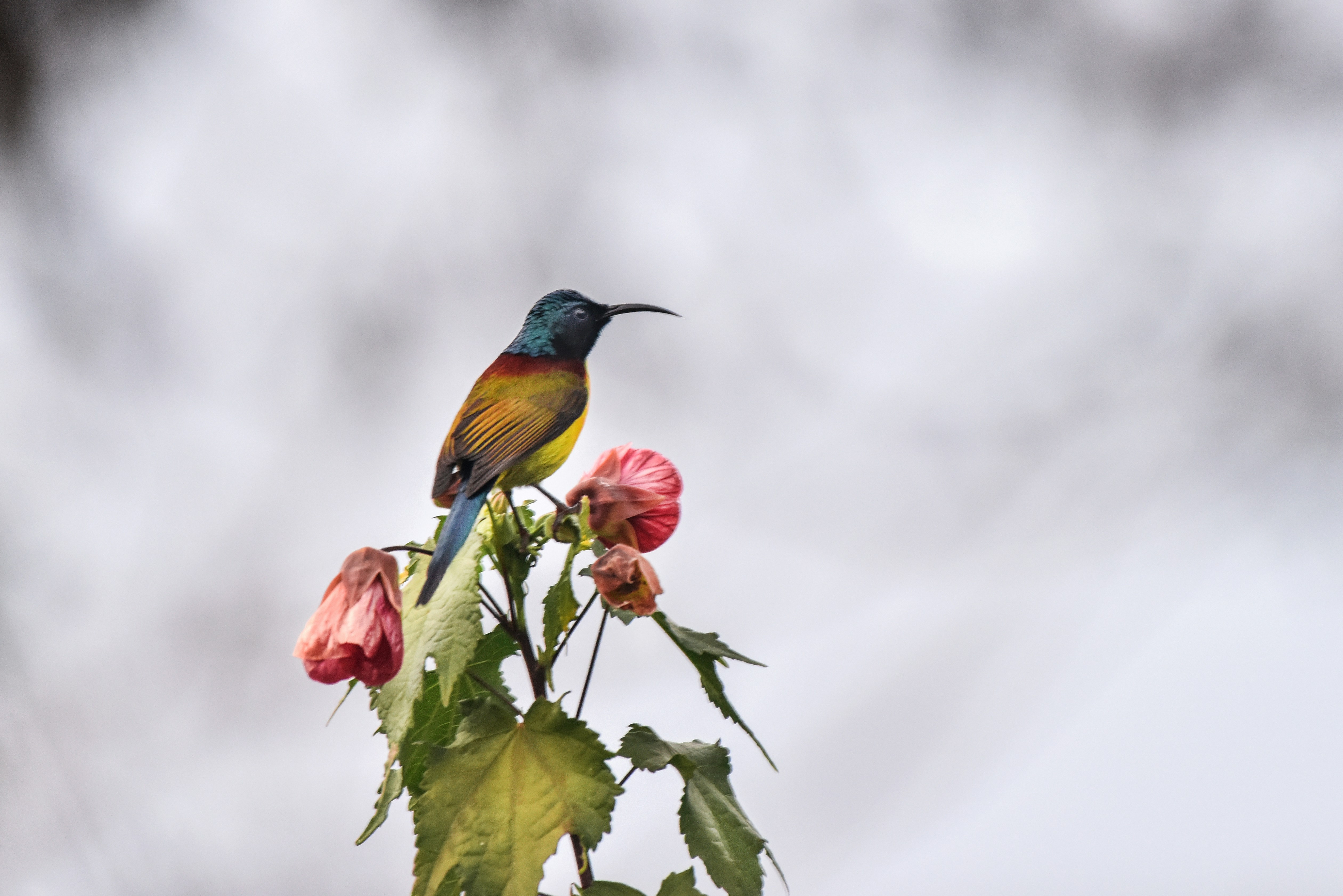 1000+ Beautiful Birds Pictures | Download Free Images on Unsplash
