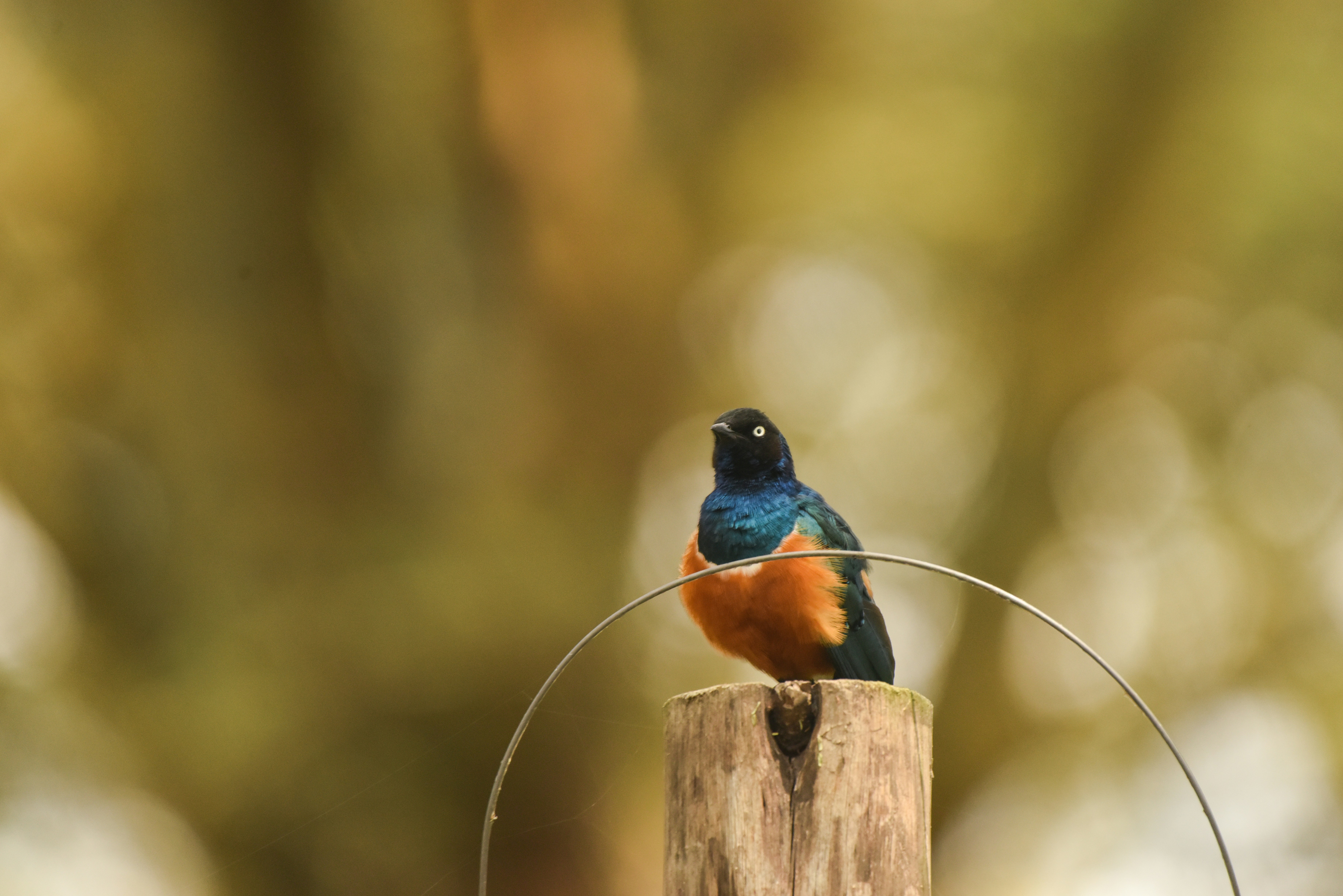 A colorful bird perched on a wooden post, surrounded by a softly blurred background of foliage. The bird's striking plumage contrasts beautifully with the natural setting.