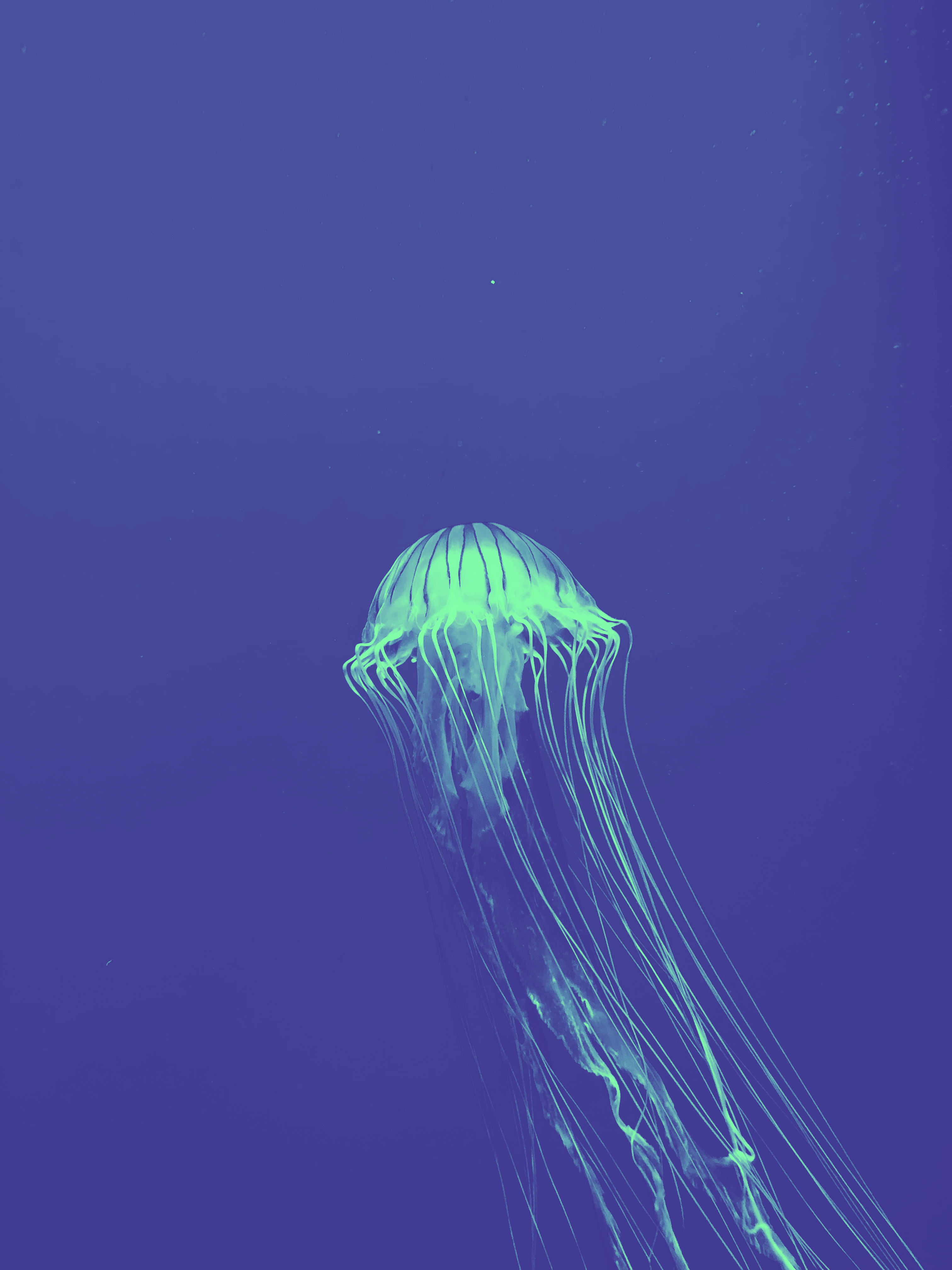 Translucent jellyfish gracefully gliding through deep blue waters, showcasing its delicate tentacles.