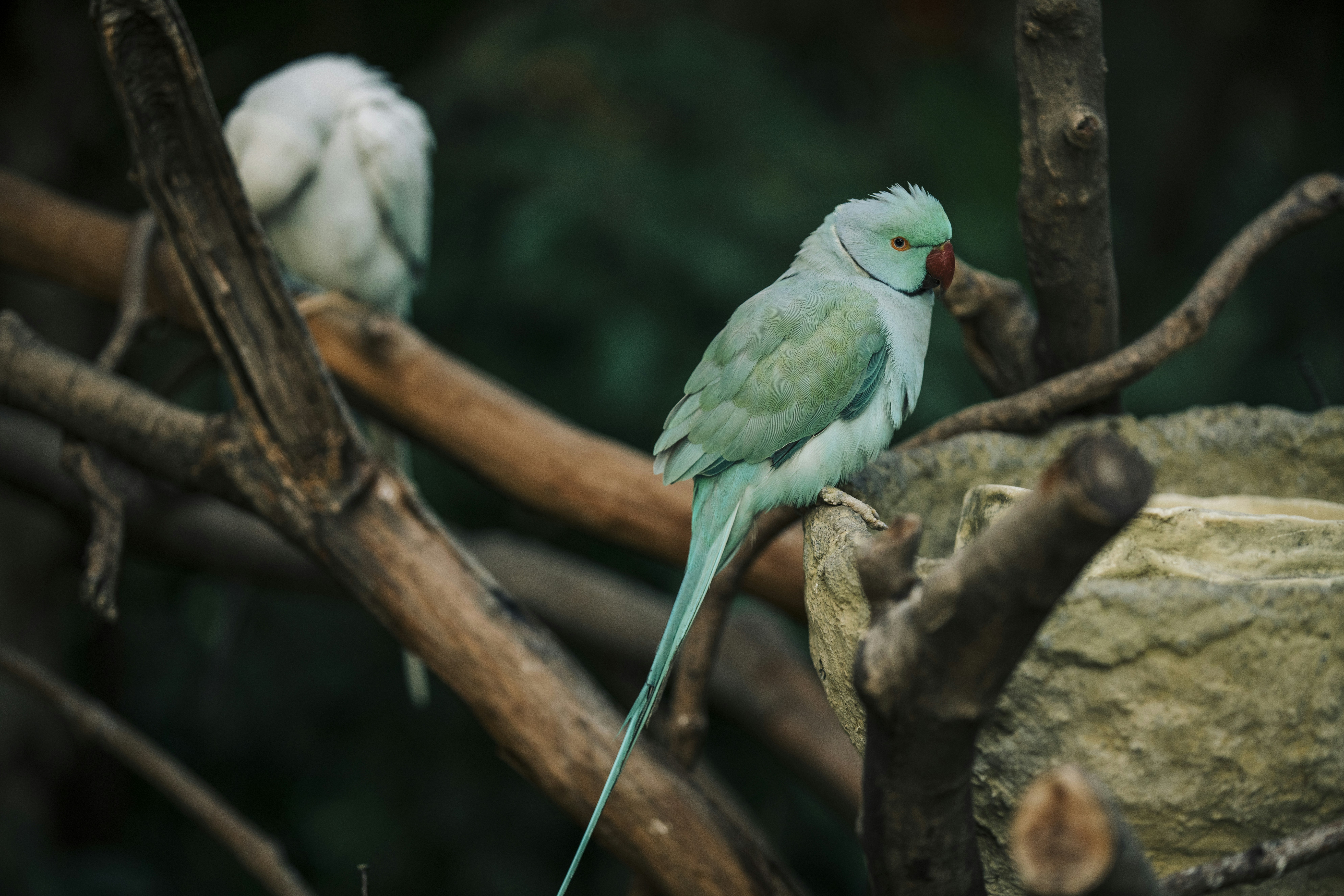 Azure-Blue Macaw Amid Weathered Branches and a Stone Ledge