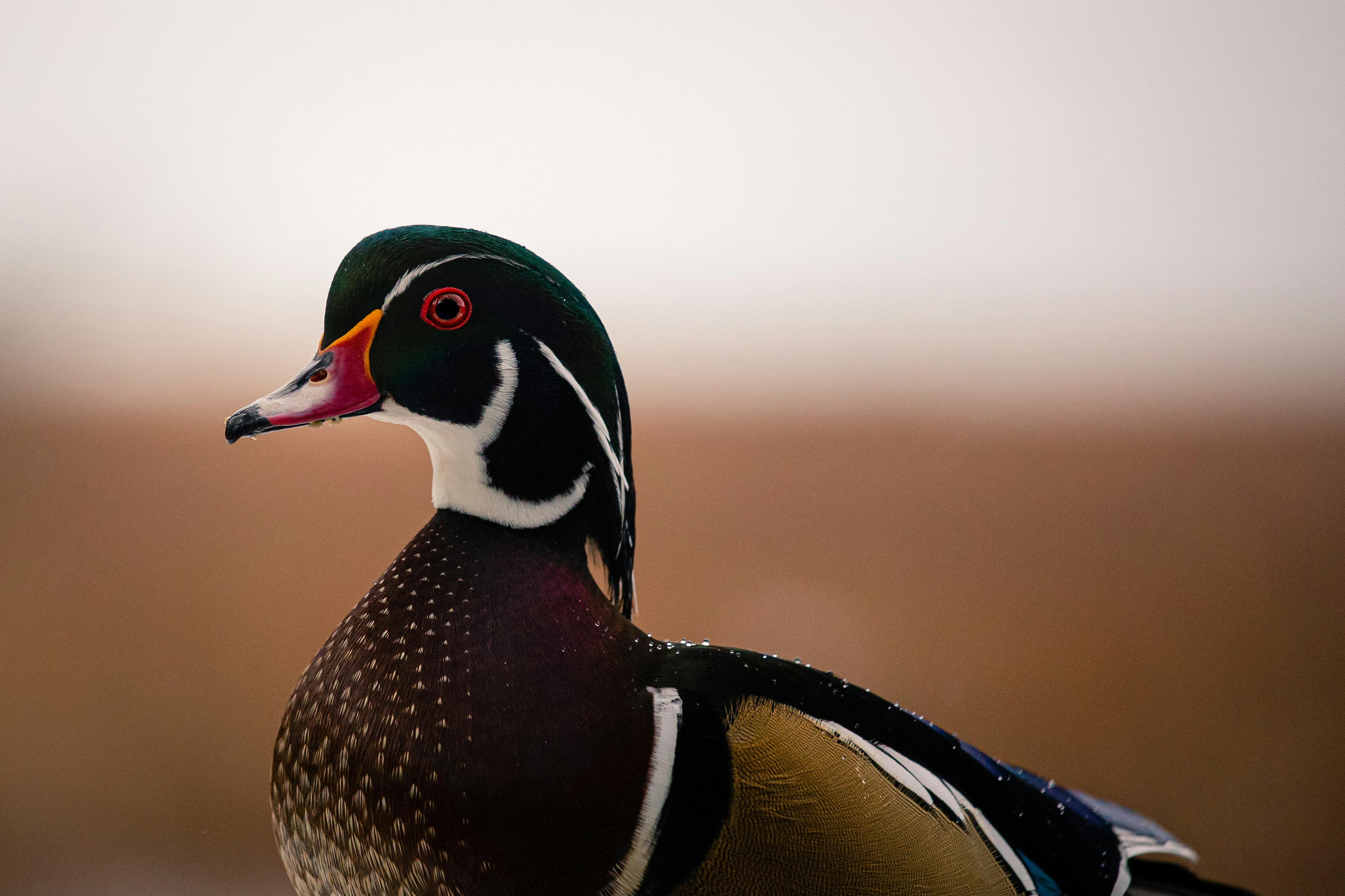 Harlequin Spotlight: A Portrait of a Male Mallard in Warm Backlight