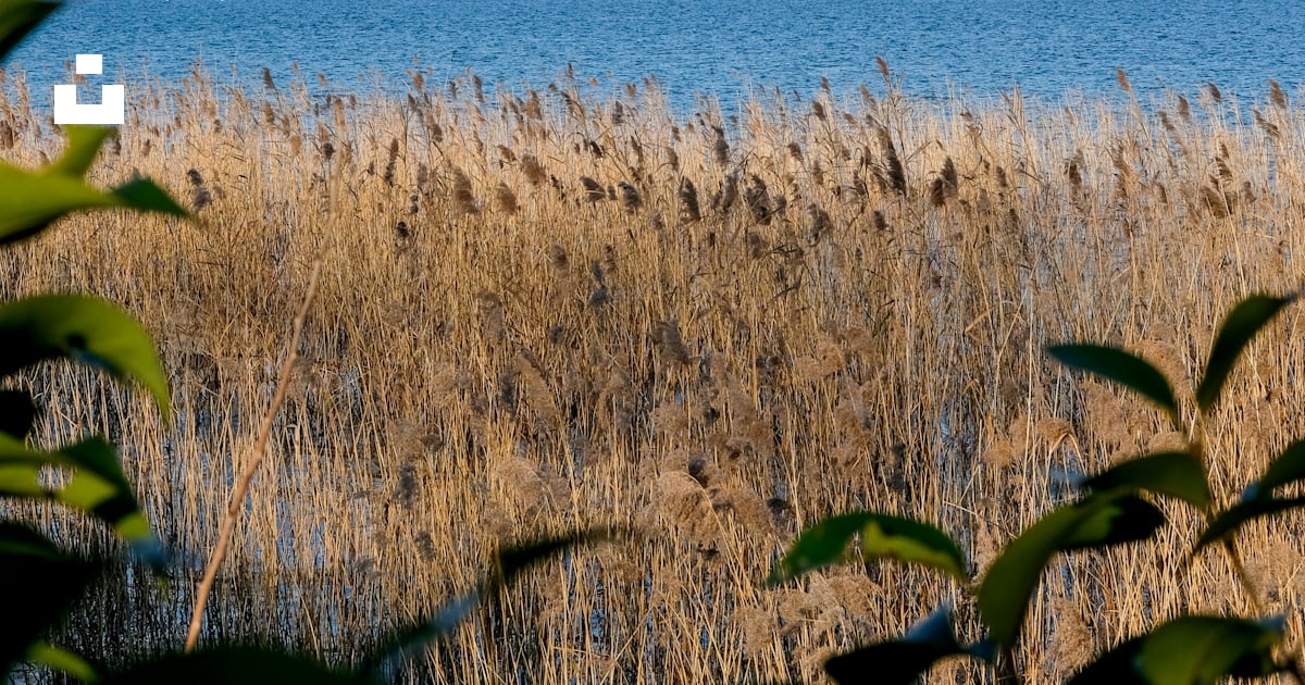 Green And Brown Grass Near Body Of Water During Daytime Photo Free Sirmione Image On Unsplash