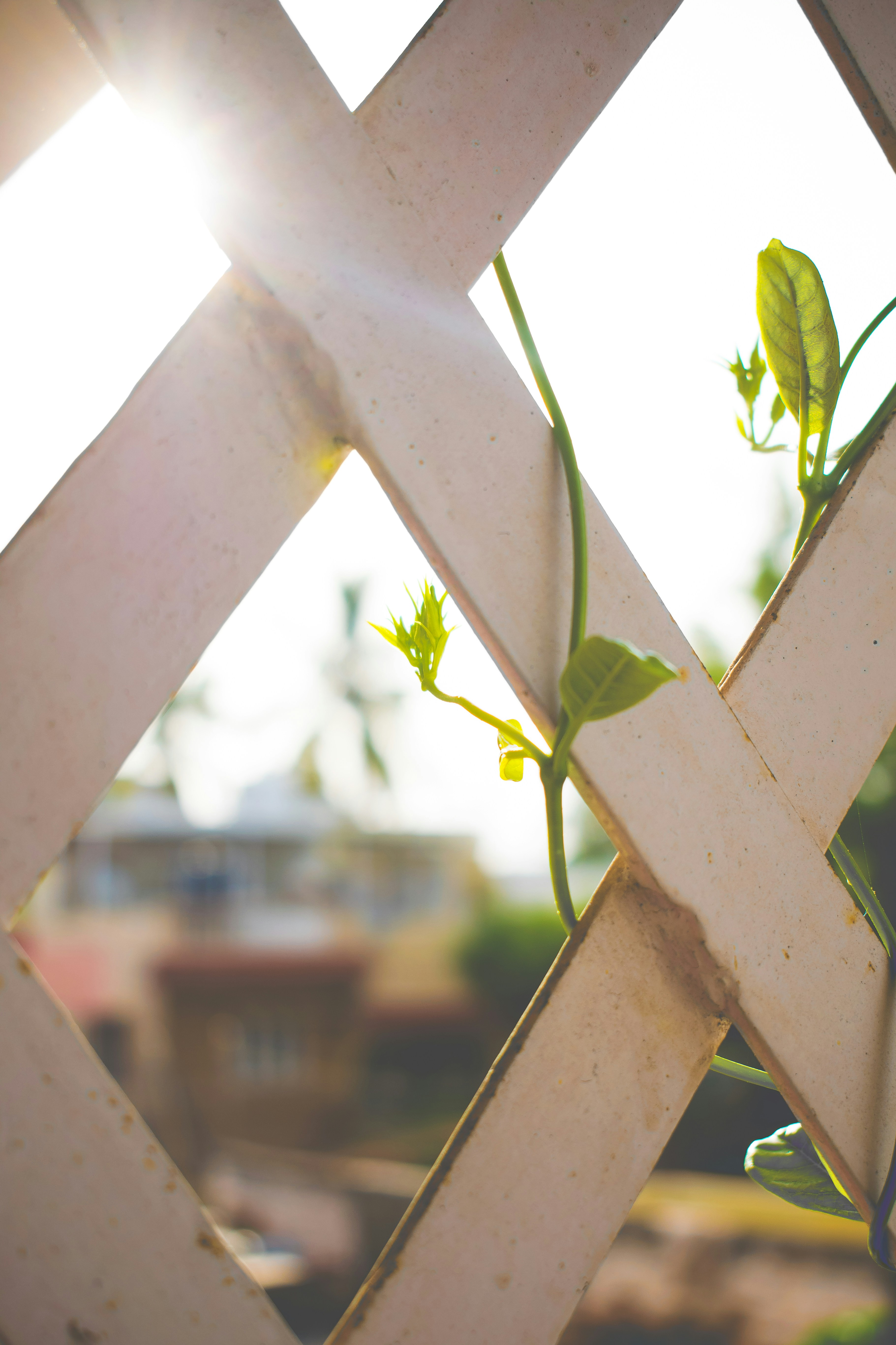 Sunlit Tendrils Through a Lattice: Green Life in an Urban Blur