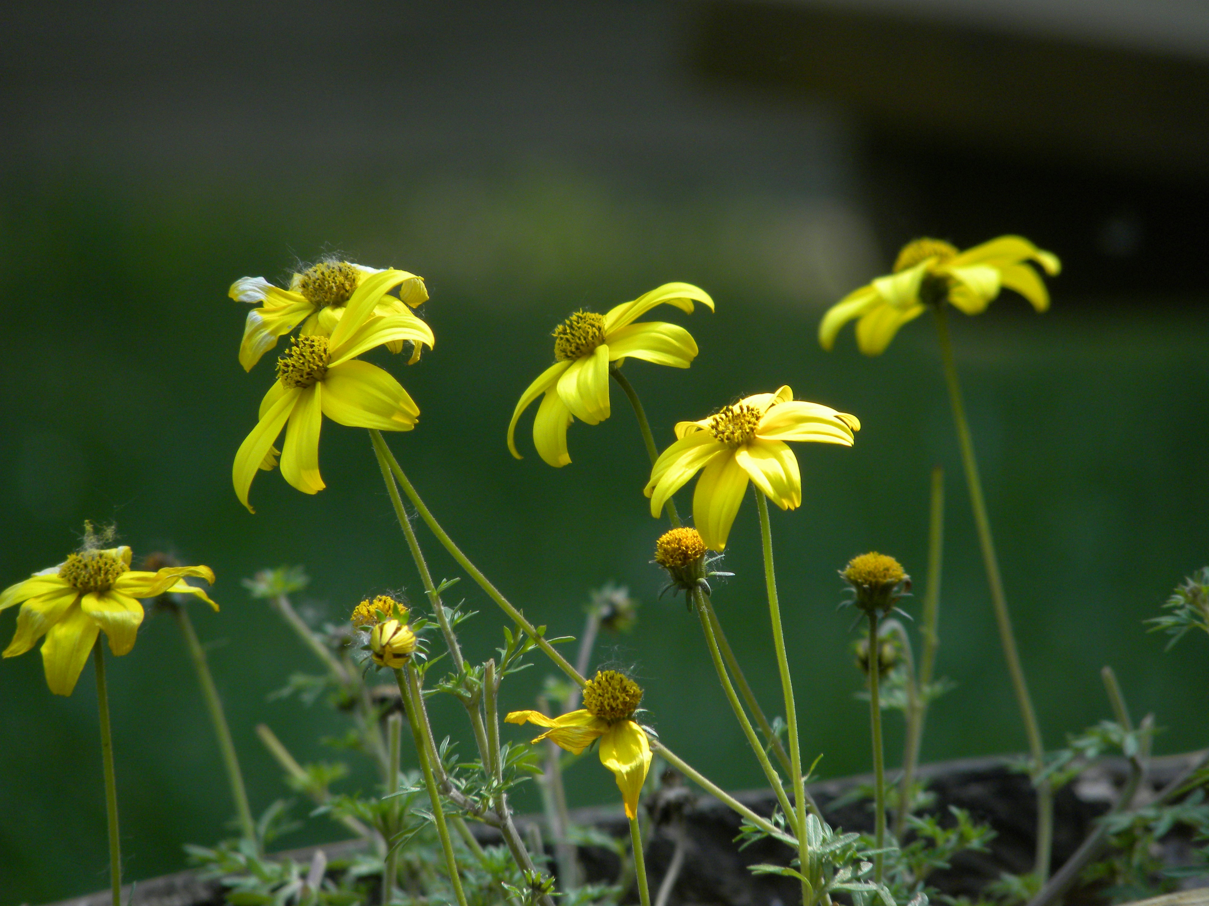 Cluster of yellow flowers with soft-focus background creating a dreamy effect.