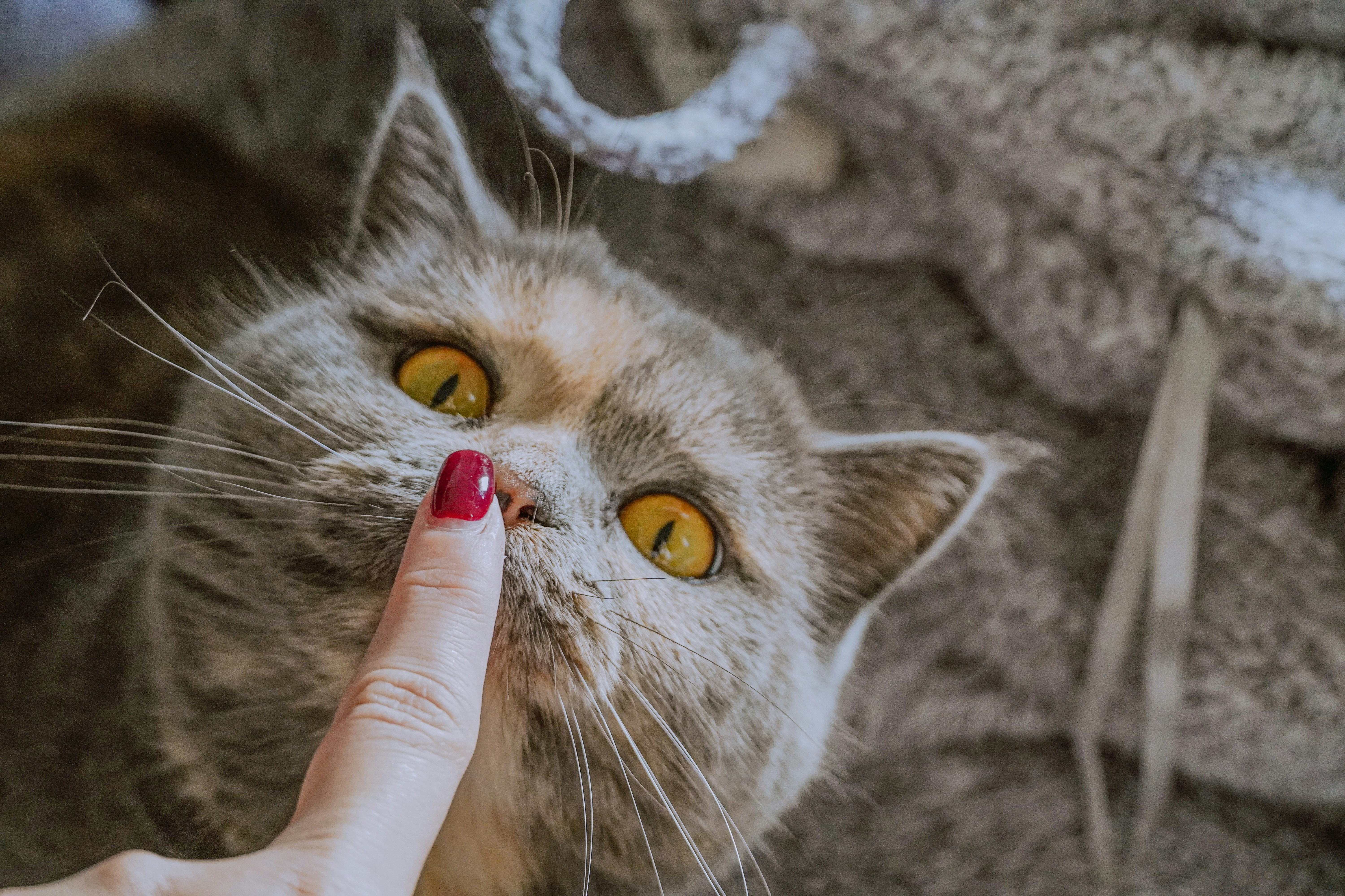 Amber Gaze and Gentle Nudge: Close-Up of a Cat's Curious Moment