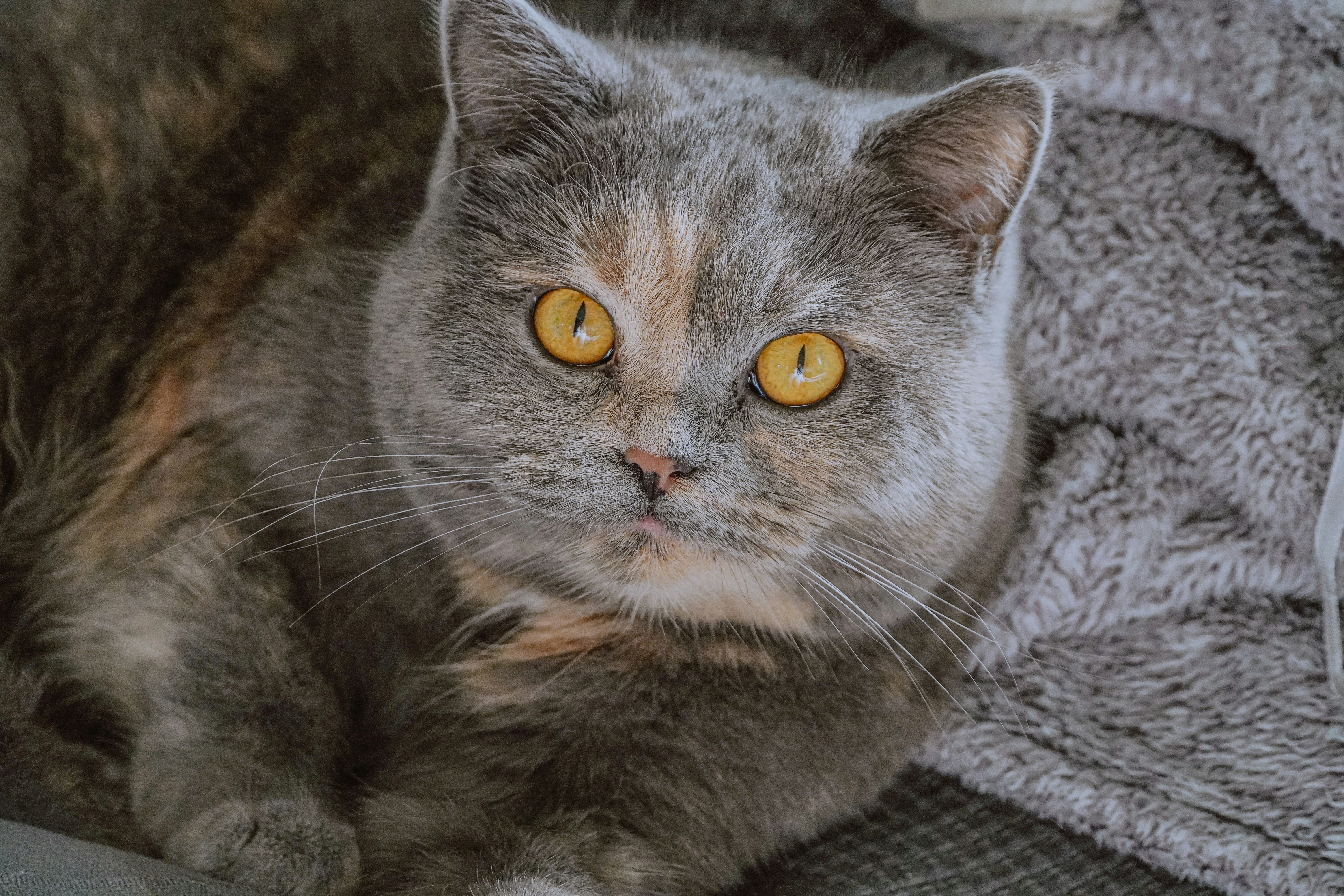 Golden Gaze Between Gray Folds