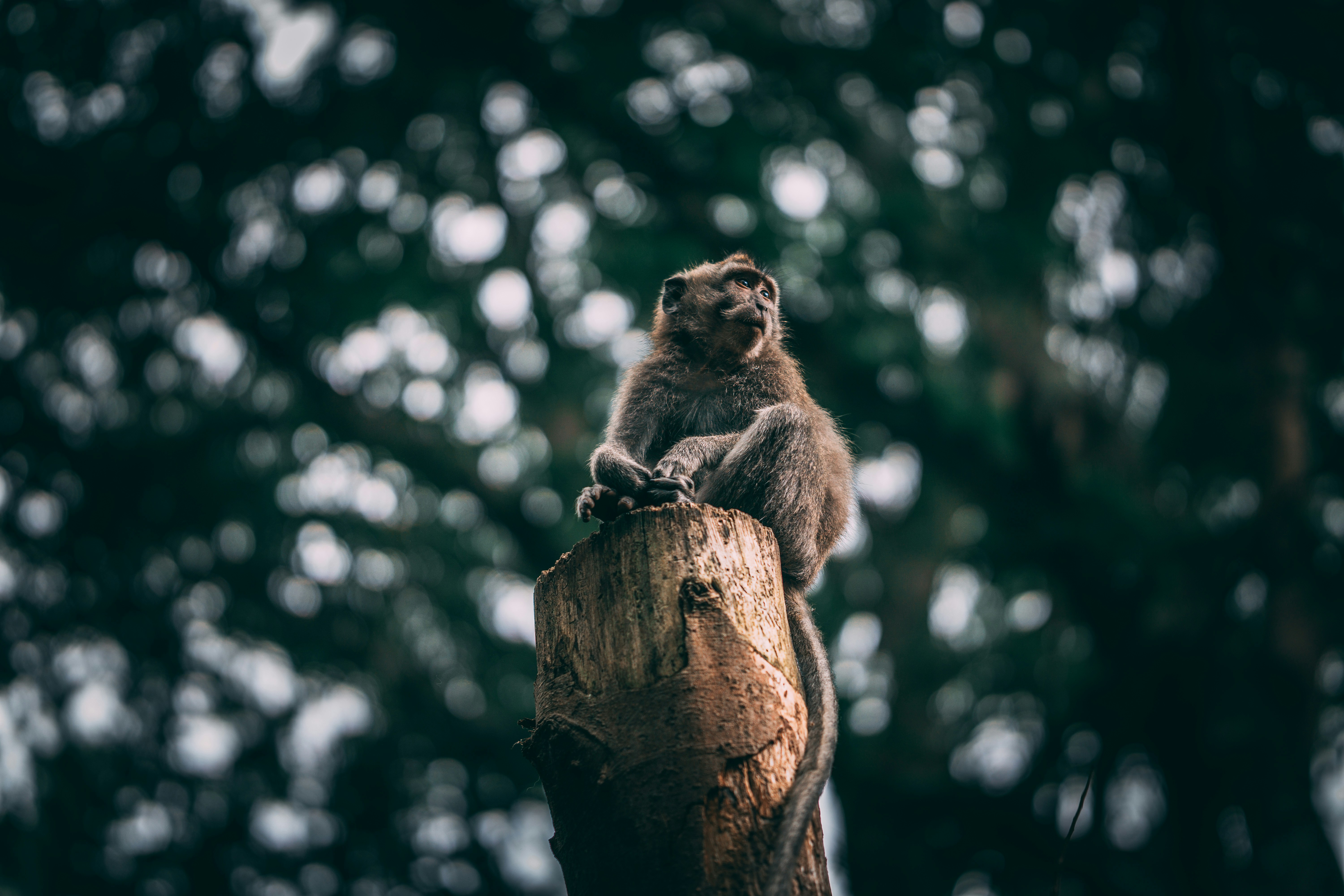 A monkey sitting on top of a tree stump photo – Free Ubud Image on Unsplash