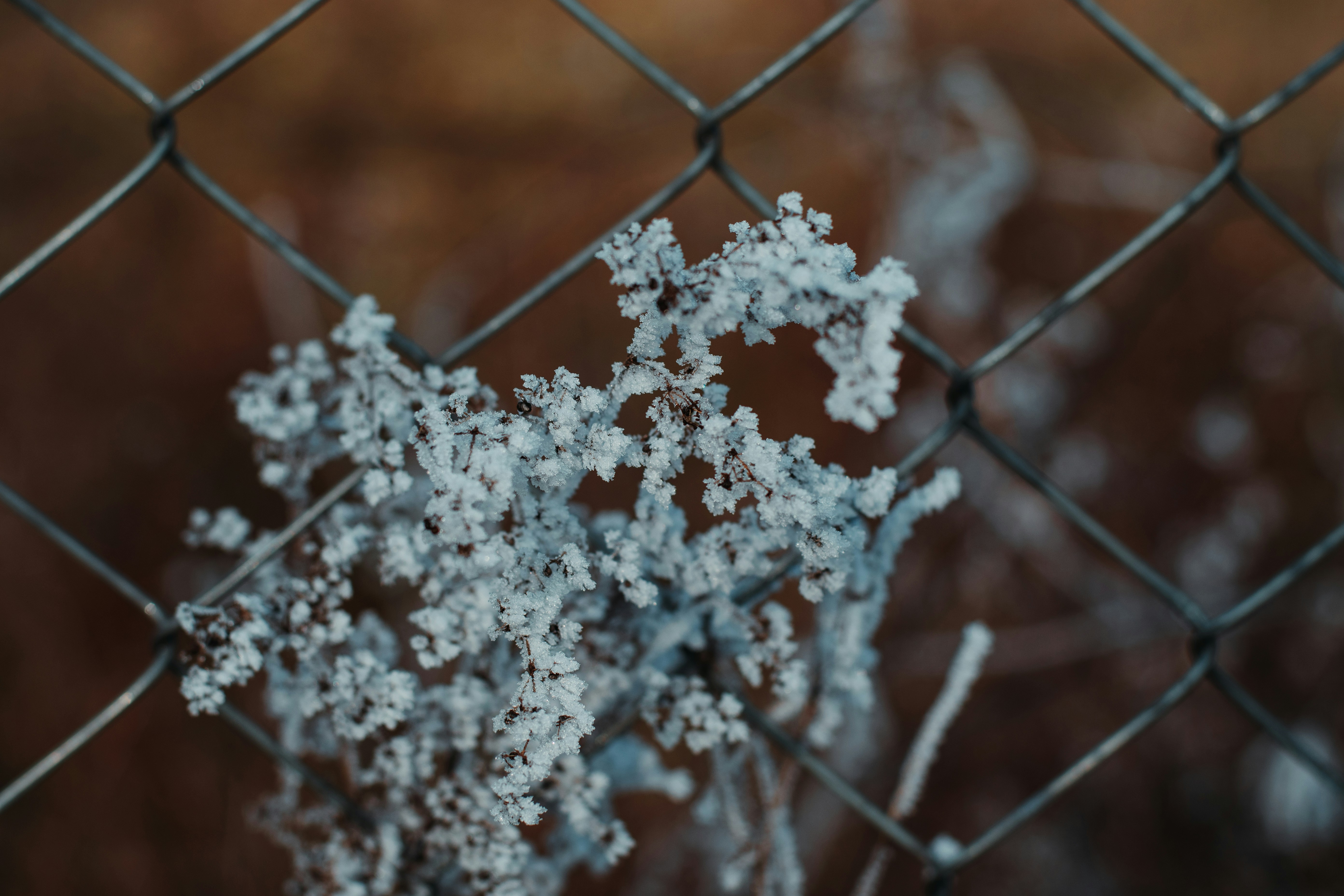 white flowers on brown metal fence