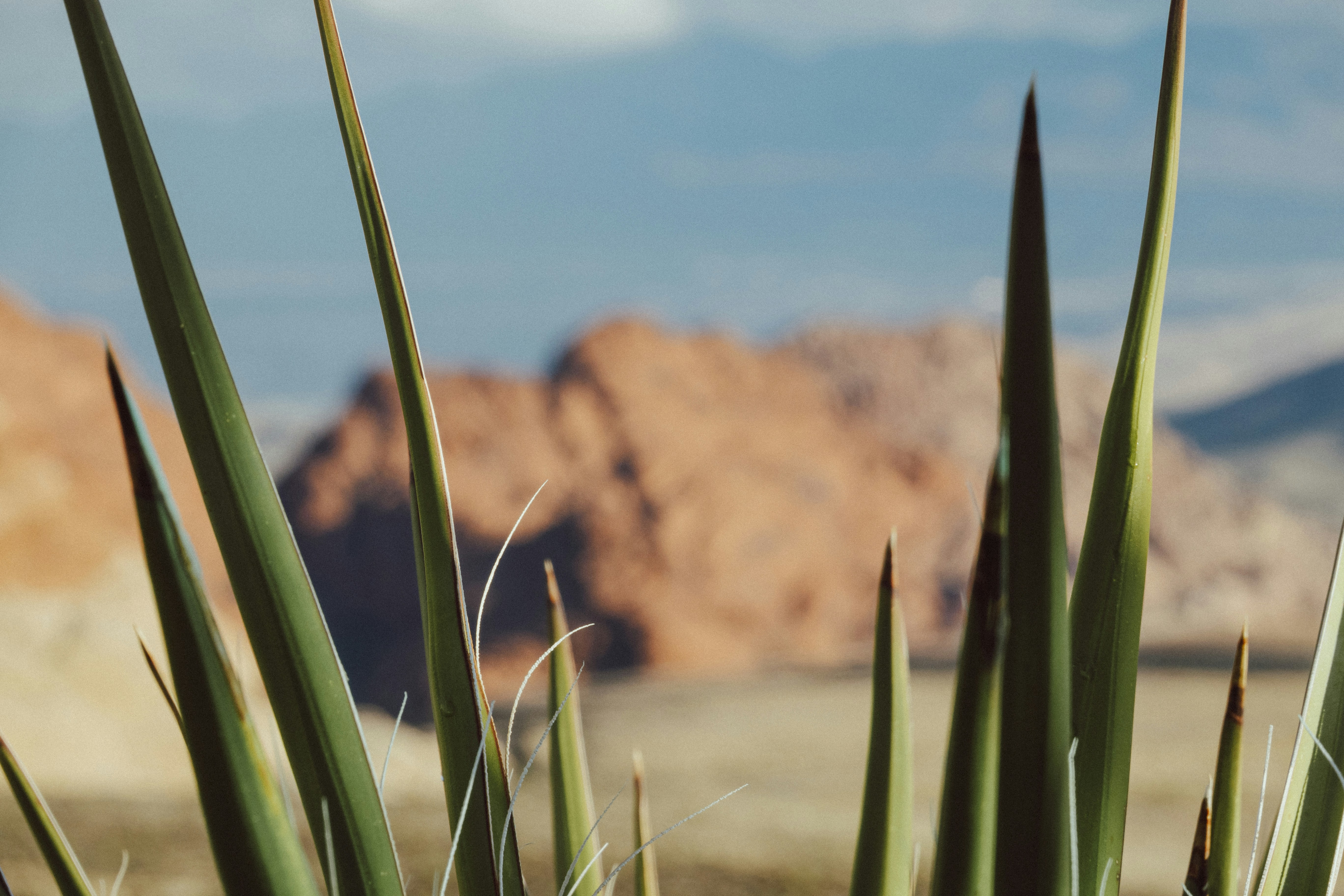 Sharp cactus spines in foreground with blurred red rock formations in the background under a clear blue sky.