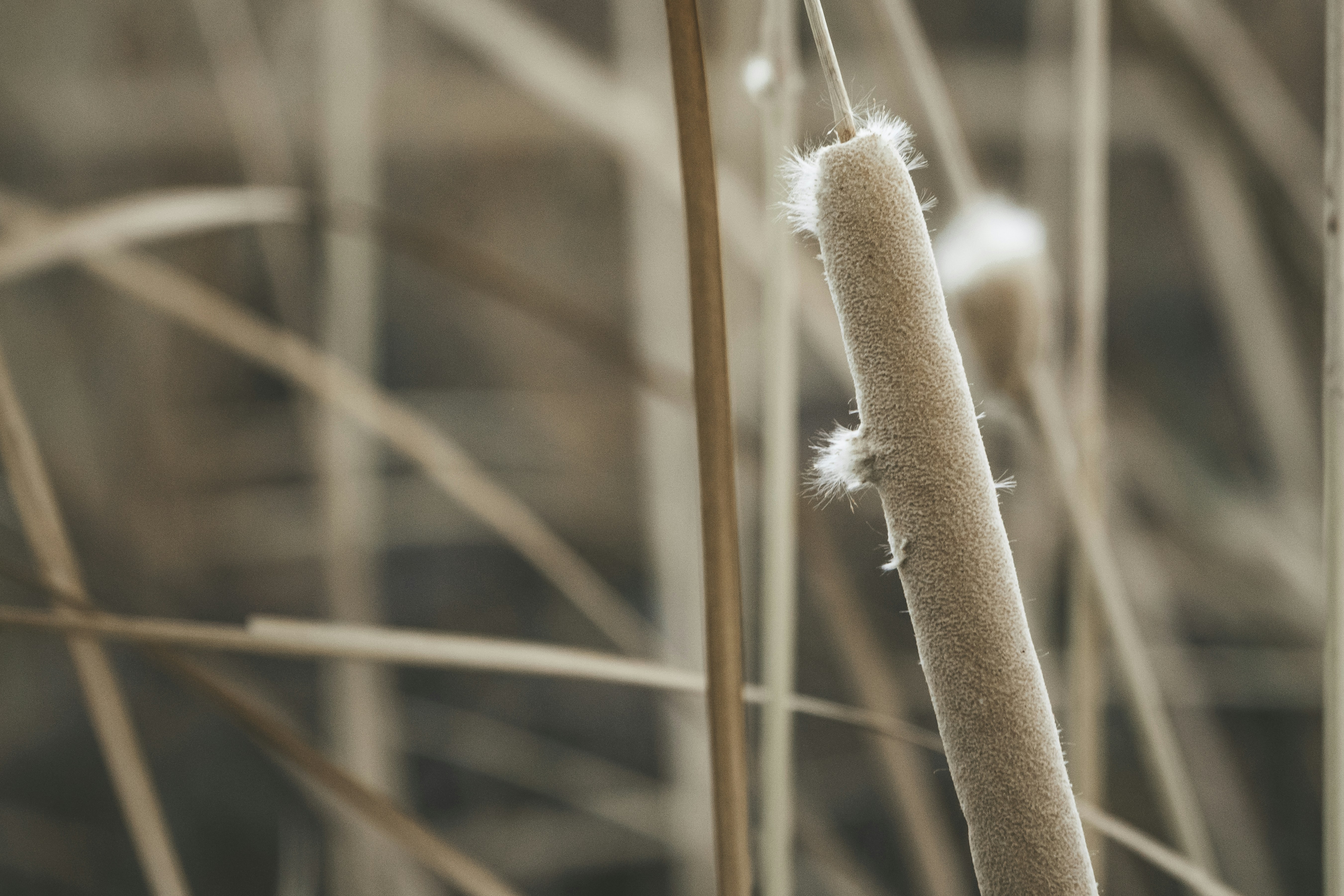Close-up of cattails in the Mojave Desert with soft, muted tones.