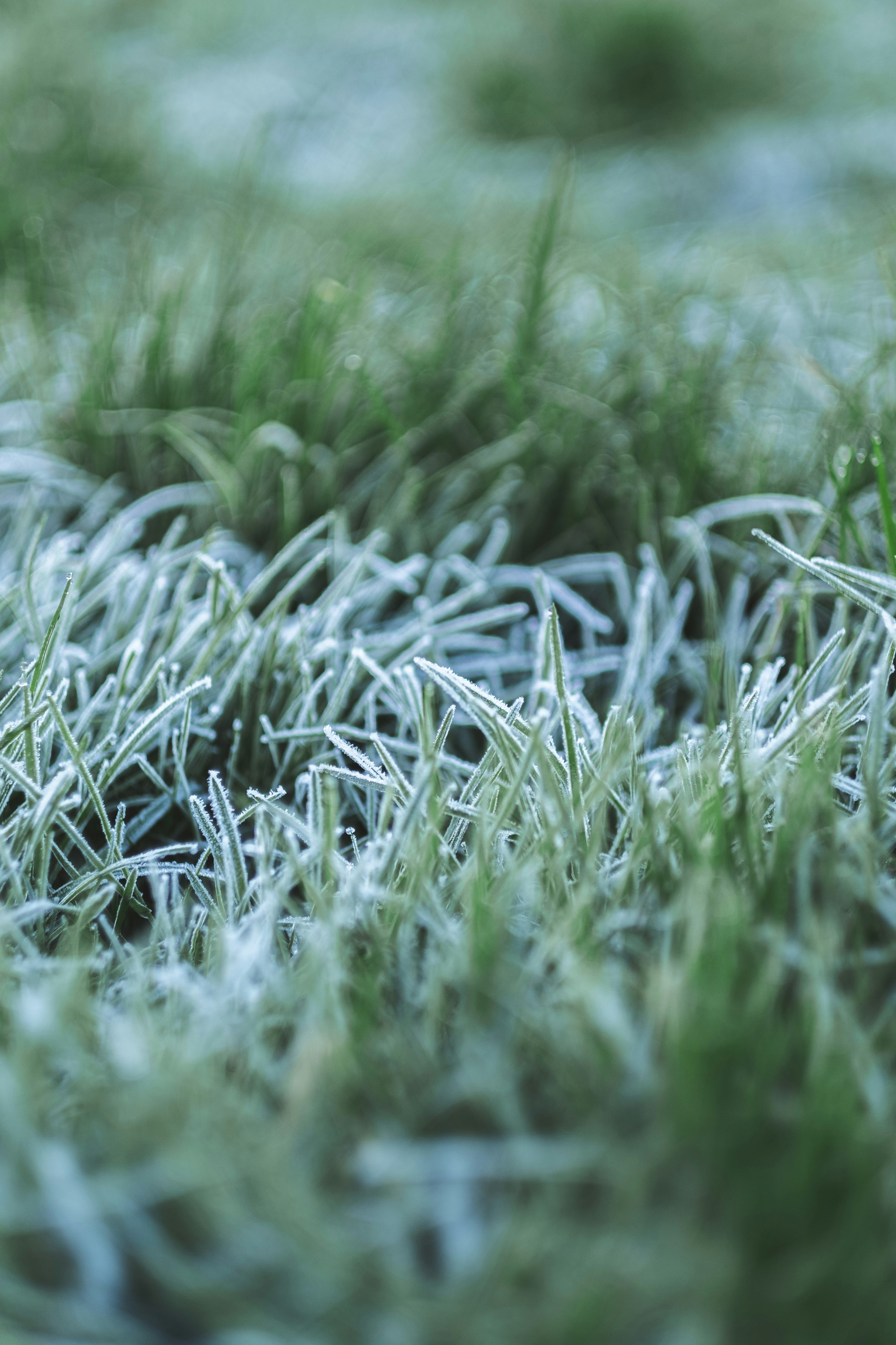 Frost-covered grass blades glisten in the soft morning light, showcasing nature's delicate artistry. The scene captures the serene beauty of a winter landscape.