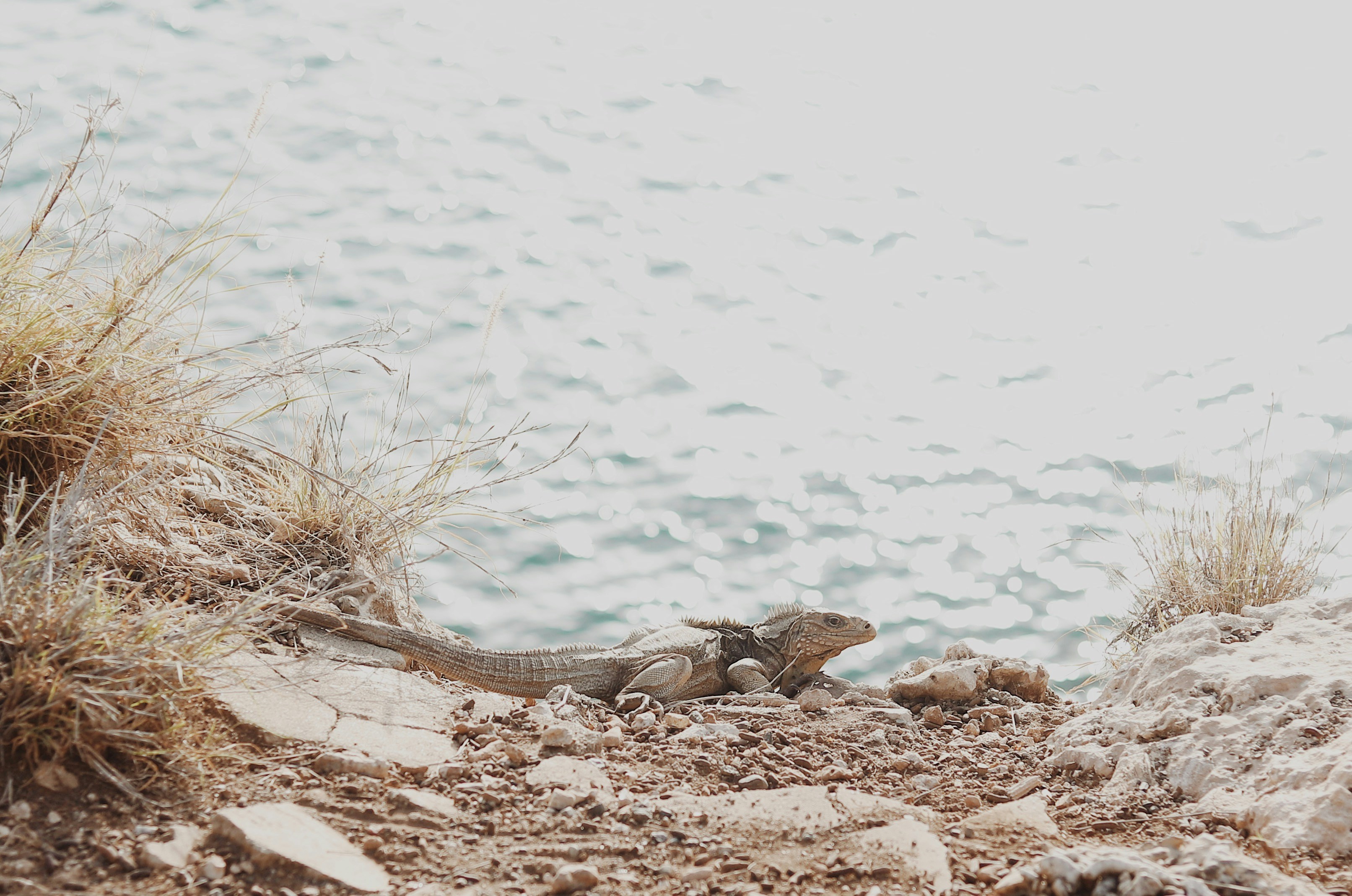 Coastal Lizard on Sunlit Shore