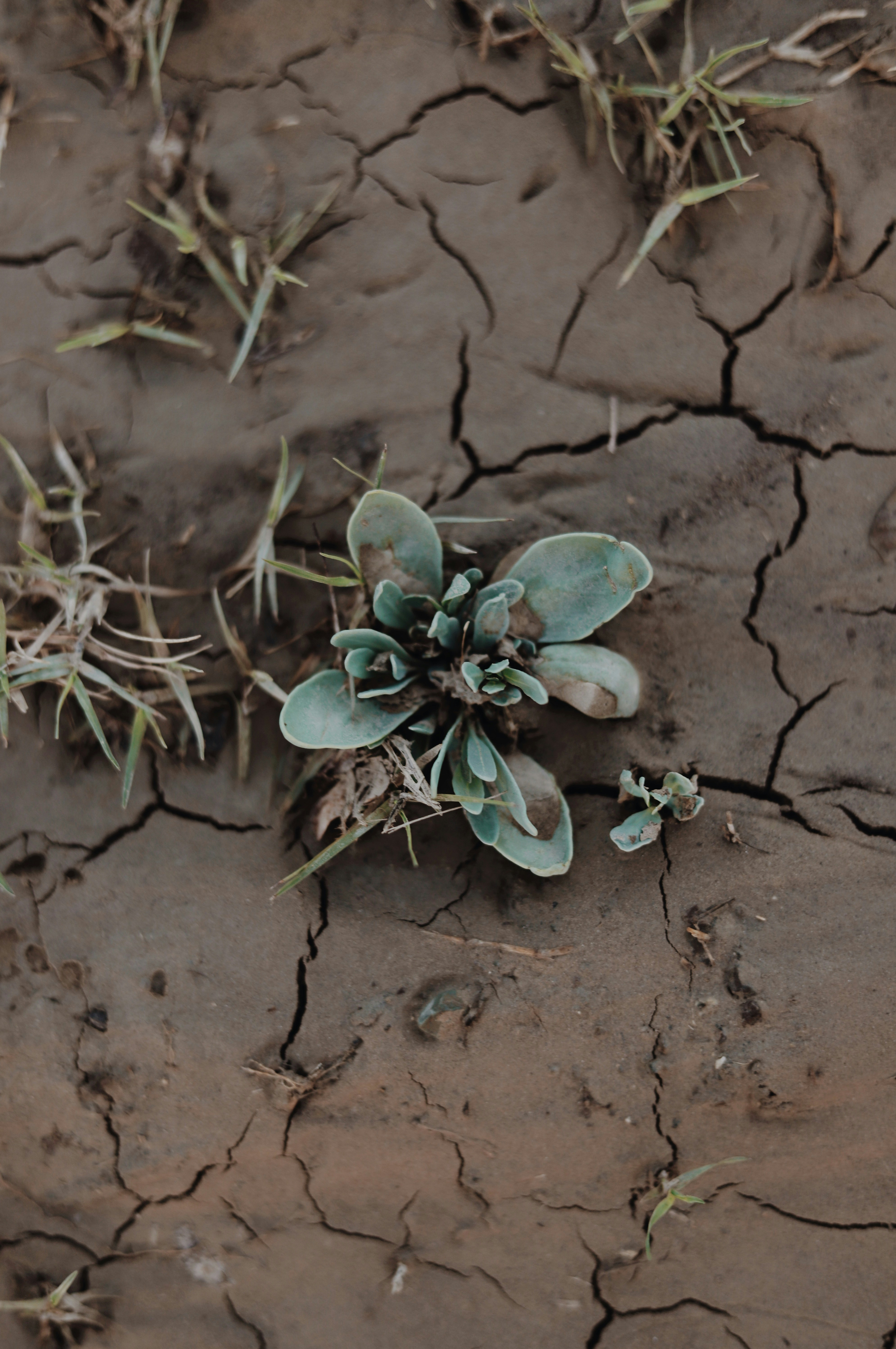 Rosette in Cracked Clay: Quiet Resilience of a Desert Succulent