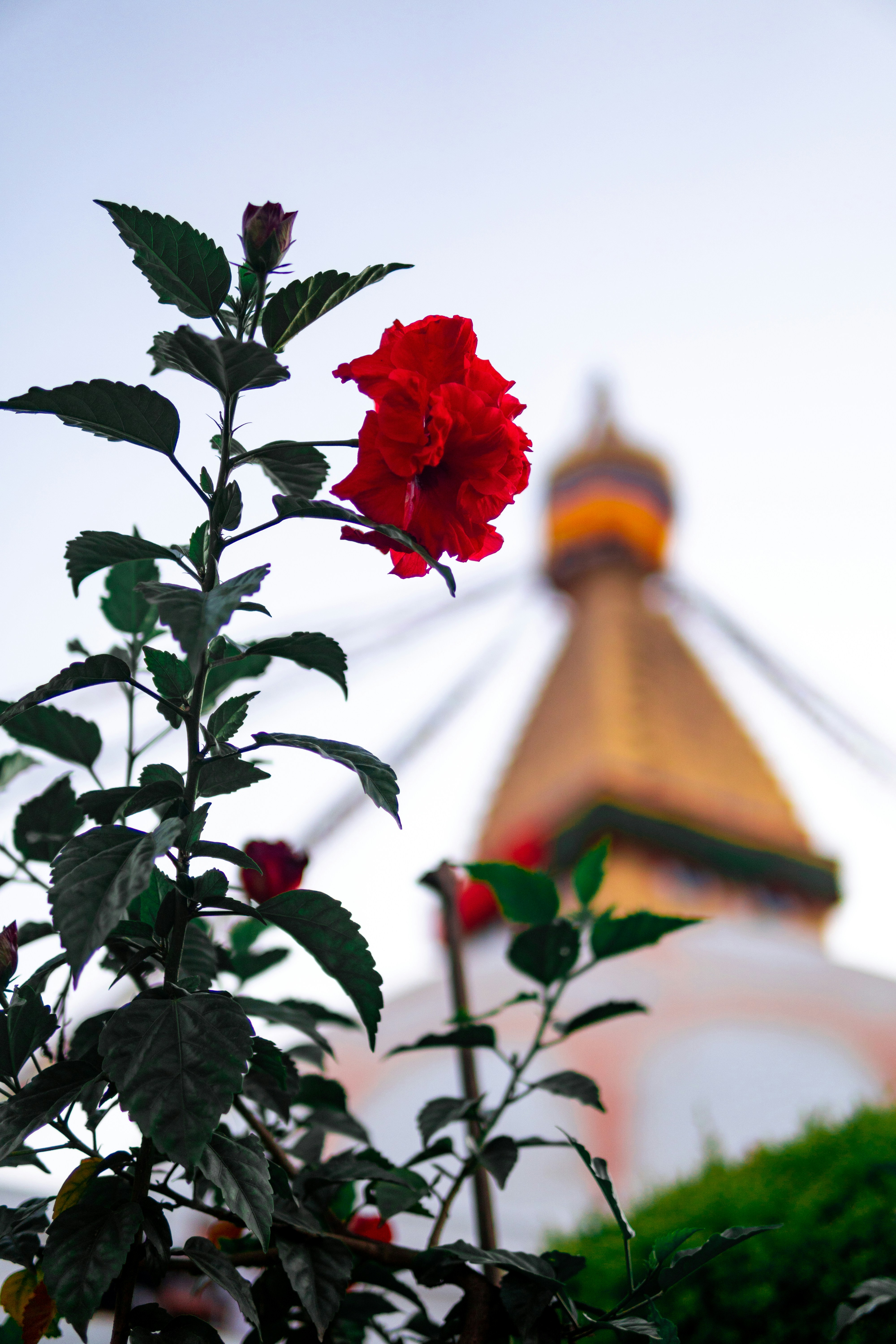 Crimson Rose in Focus Before a Golden Spire
