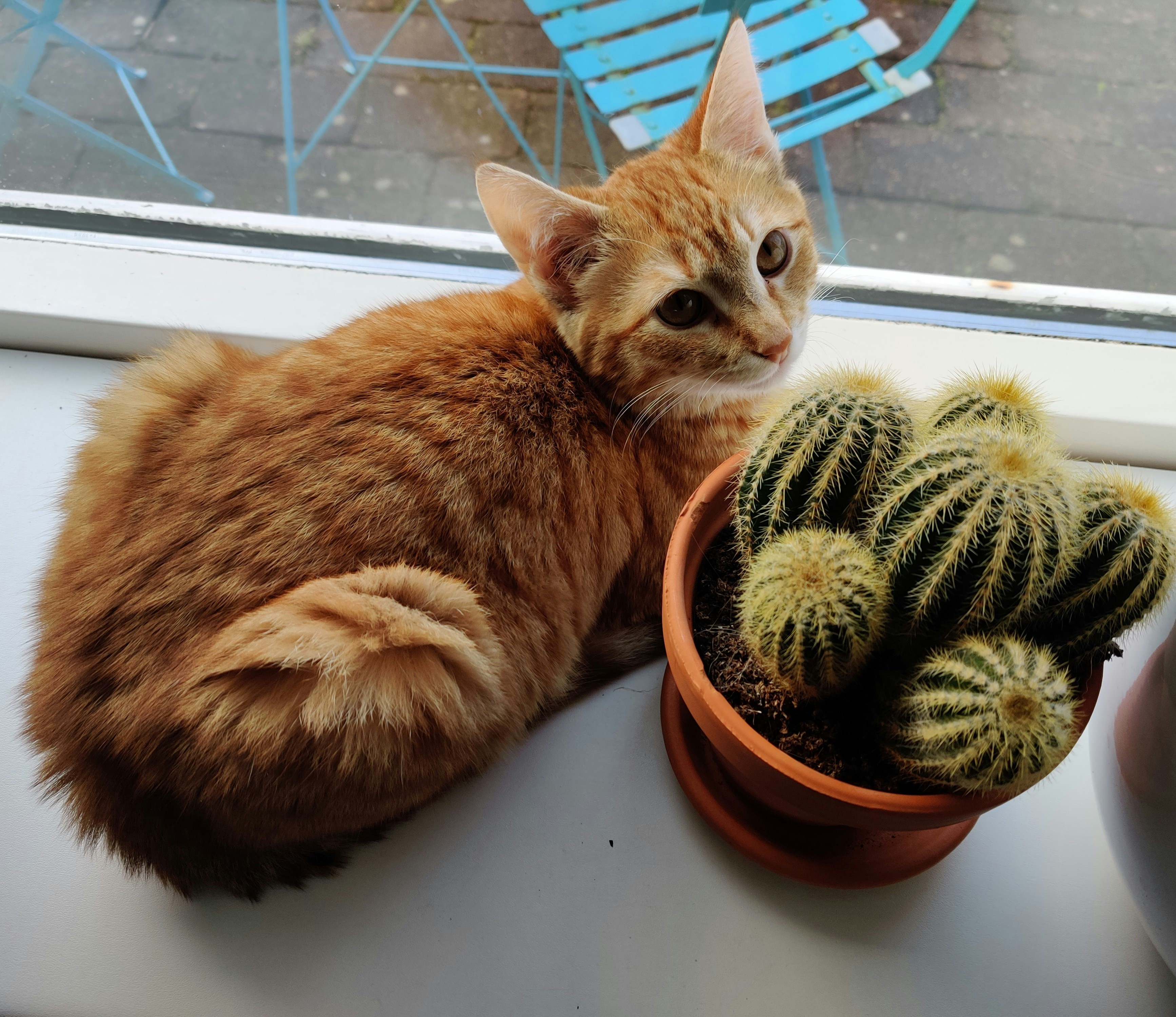 Ginger cat lounging on a windowsill beside a potted cactus, gazing curiously at its surroundings.