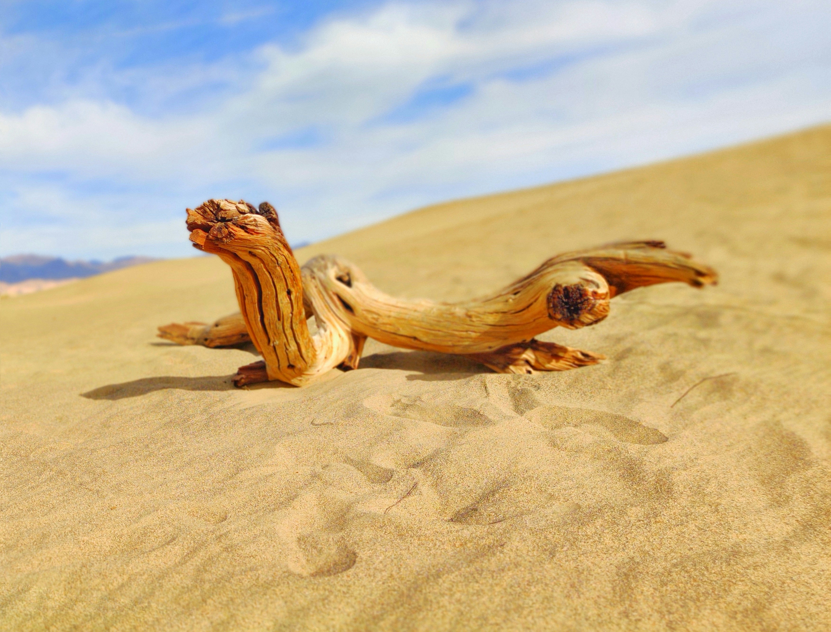 My life has drained away and I am now drifting through these sands of time..... #deathvalley #driftwood #sanddunes | a piece of driftwood sitting on top of a sandy beach