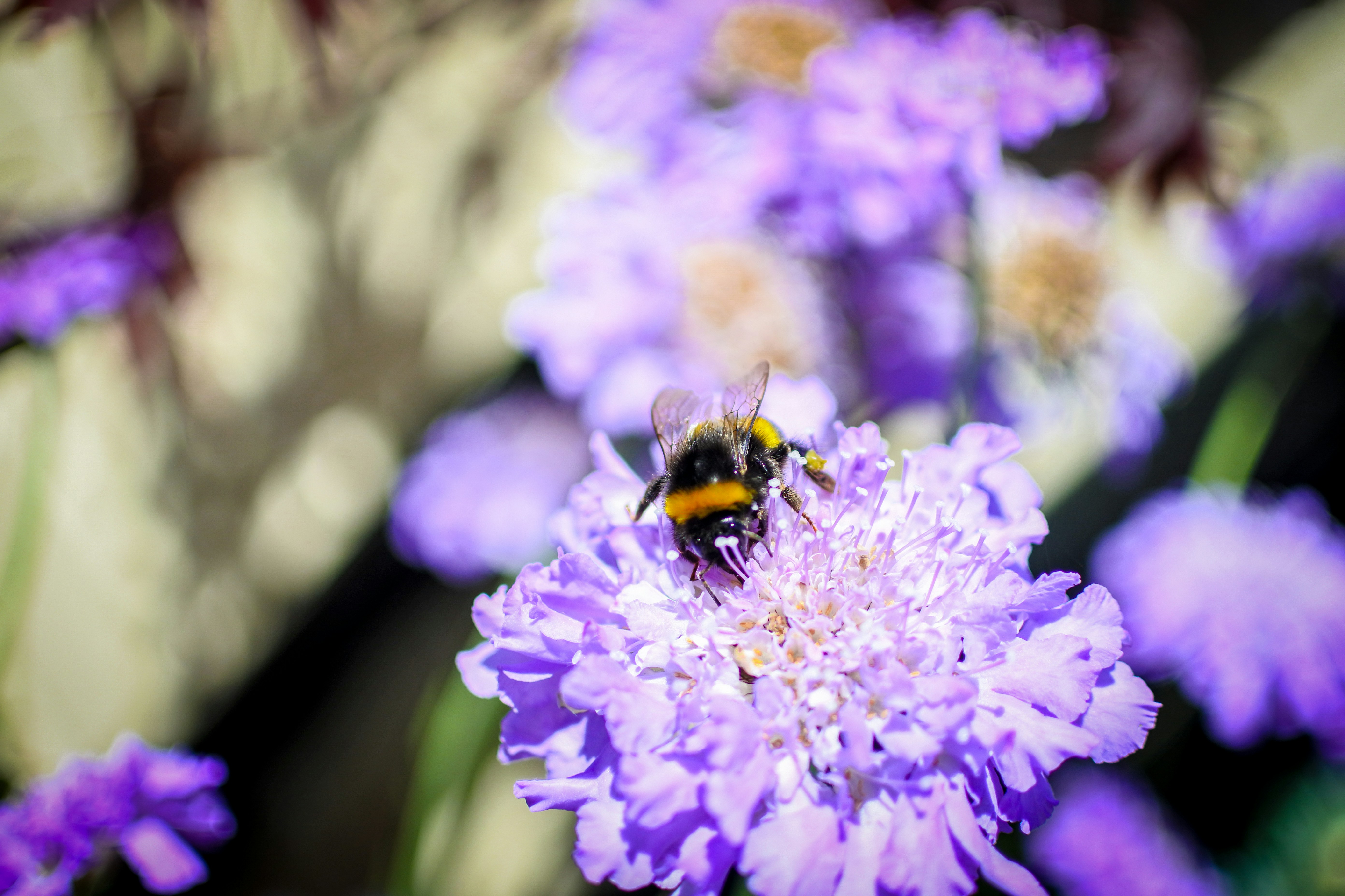 Black and yellow bee on purple flower during daytime photo – Free Uk ...