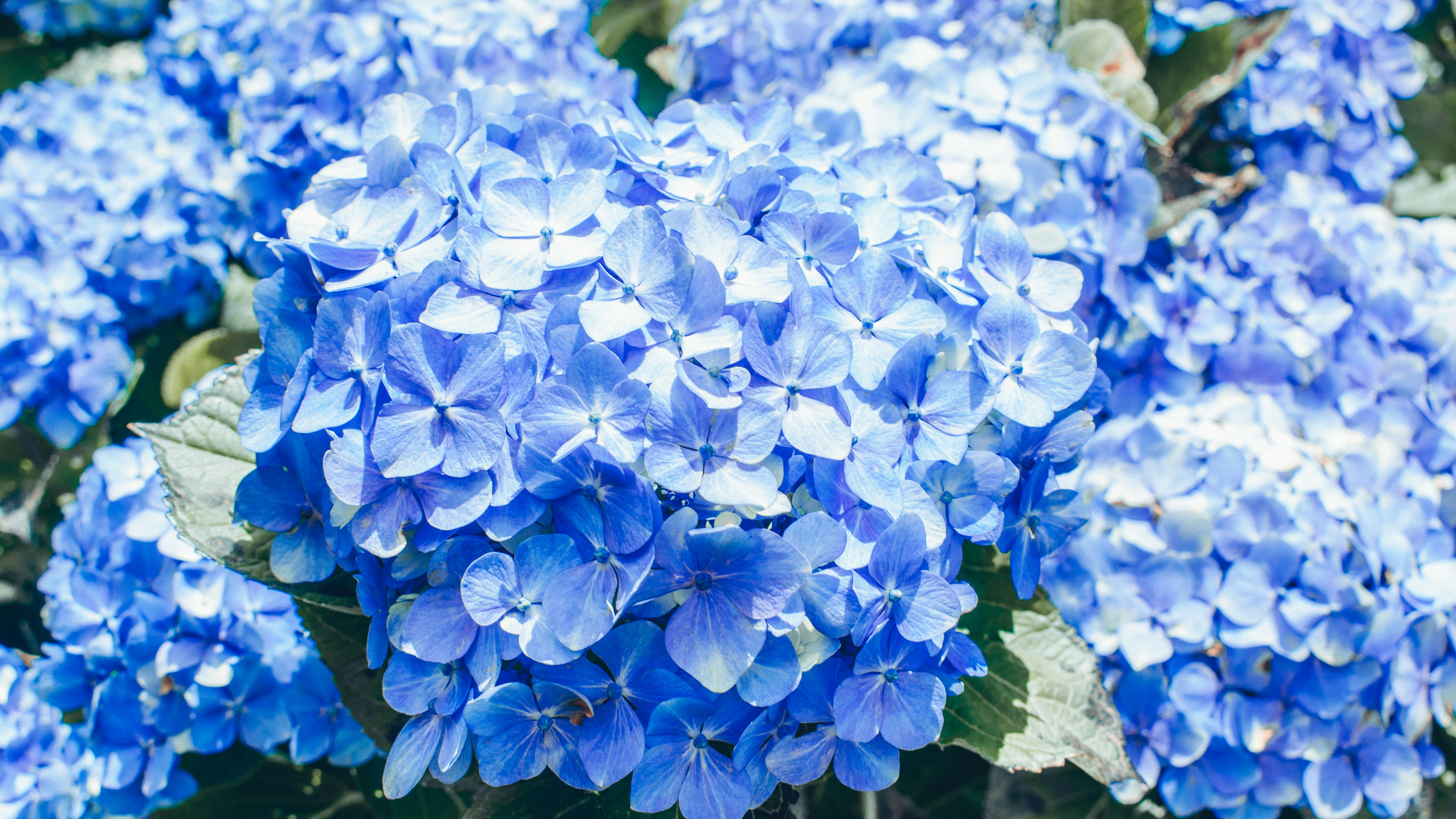 Azure Symphony in Bloom