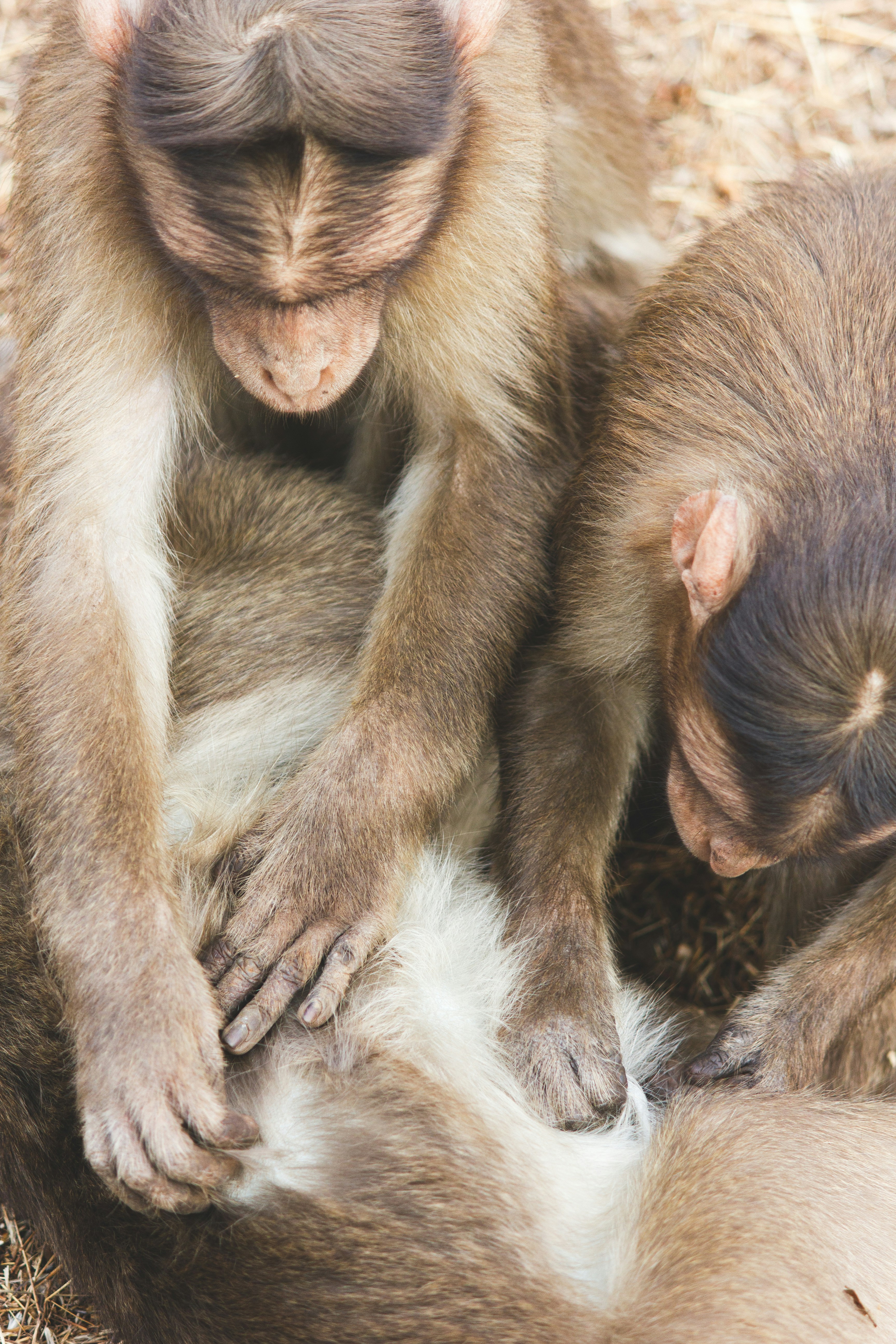 Macaques in Quiet Bond: Shared Rest in Warm Light