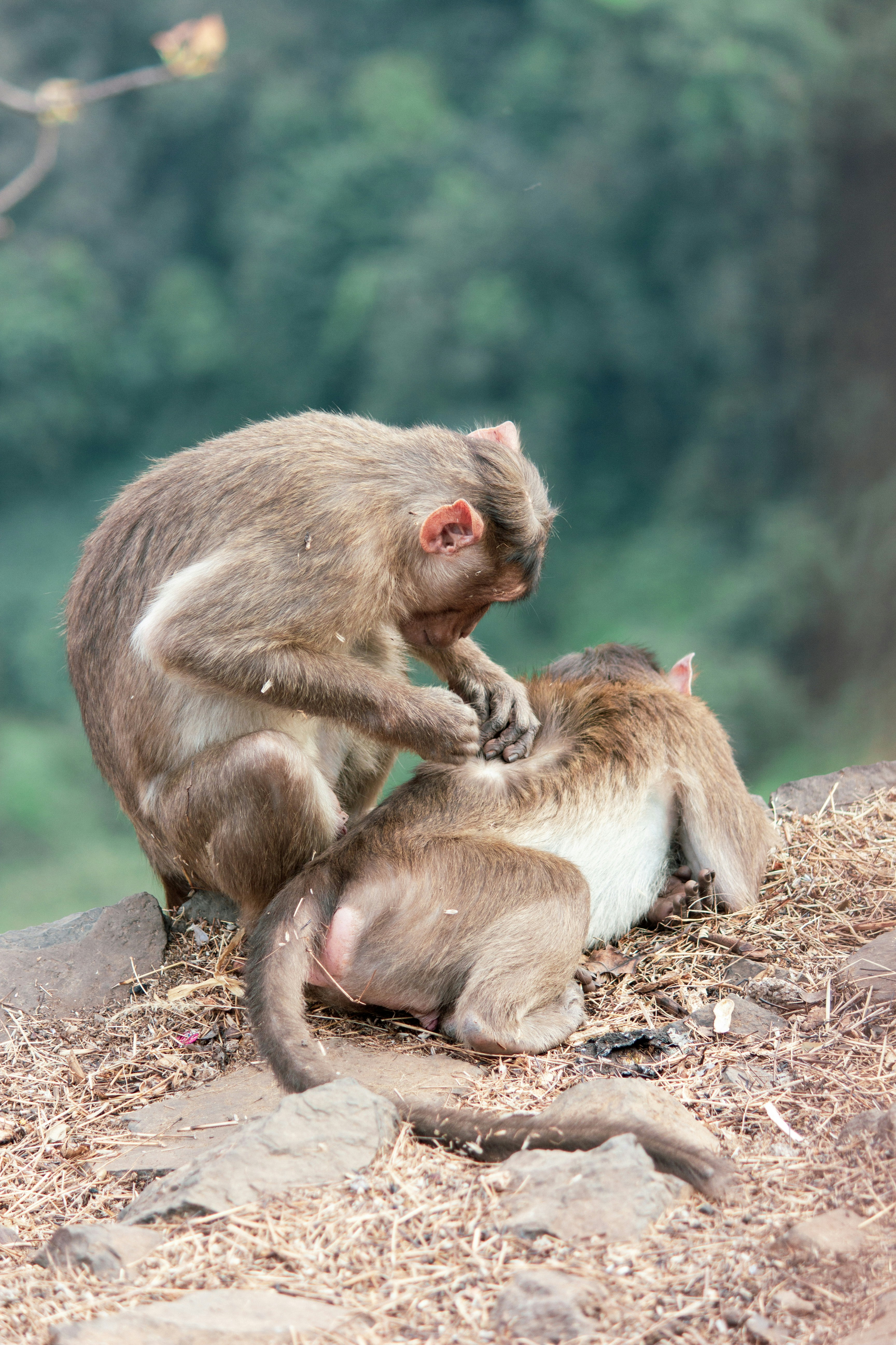 Brown monkey on brown soil during daytime photo – Free Lonavla Image on Unsplash