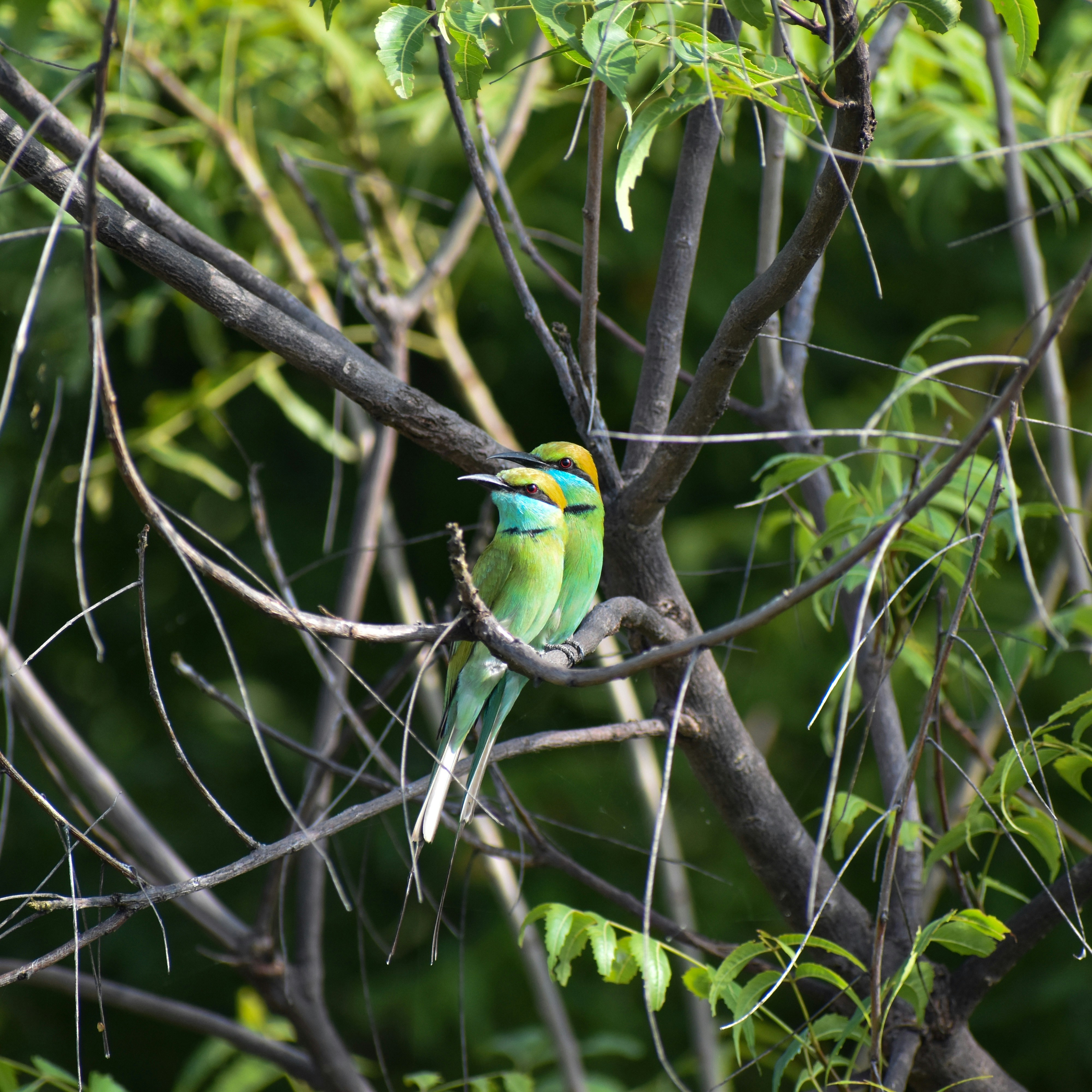 Two vibrant birds perched on a branch, surrounded by lush green leaves. Their striking colors contrast beautifully with the natural backdrop.