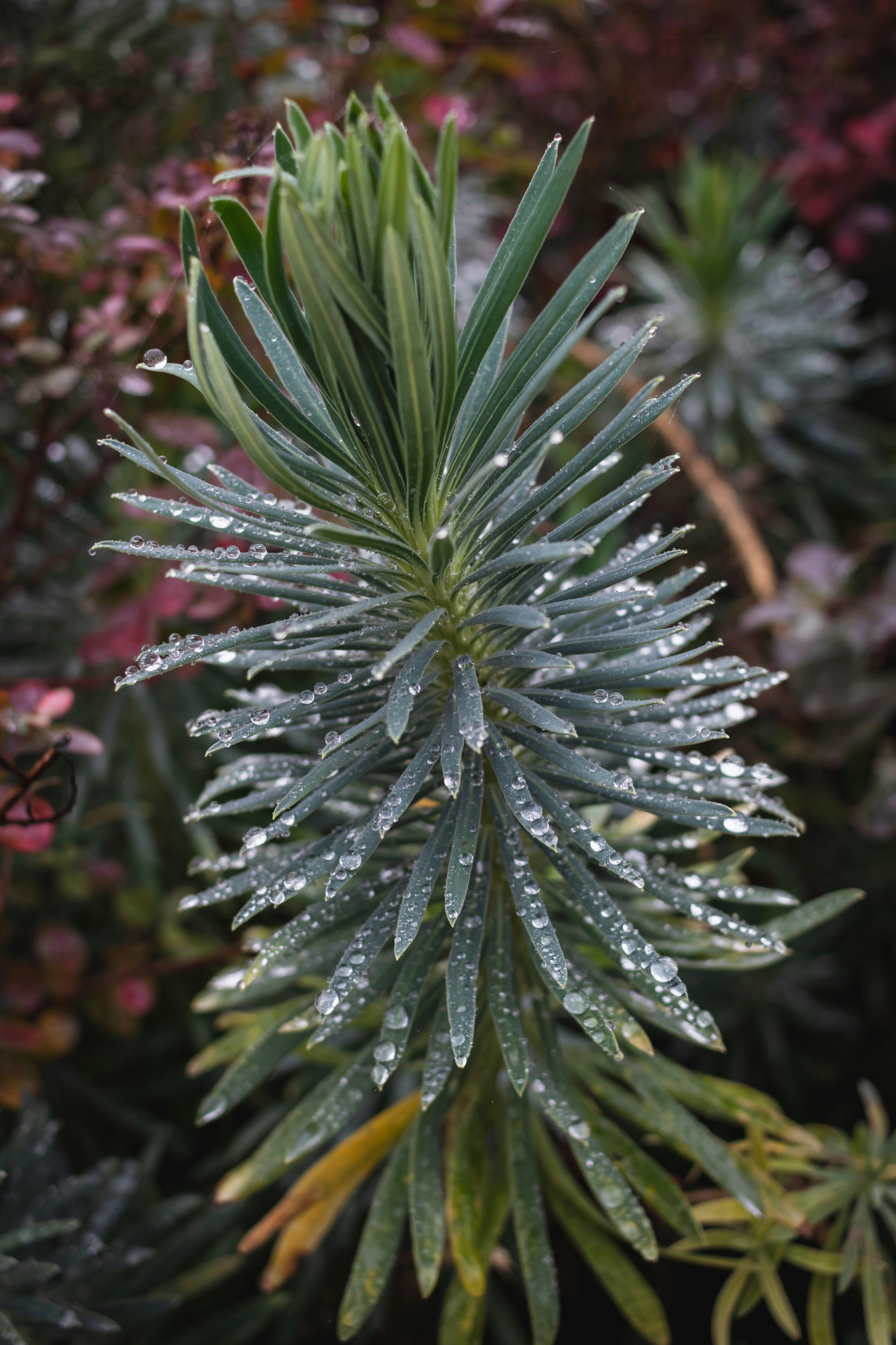 Close-up of a succulent plant glistening with water droplets, showcasing its intricate leaf structure and vibrant colors.
