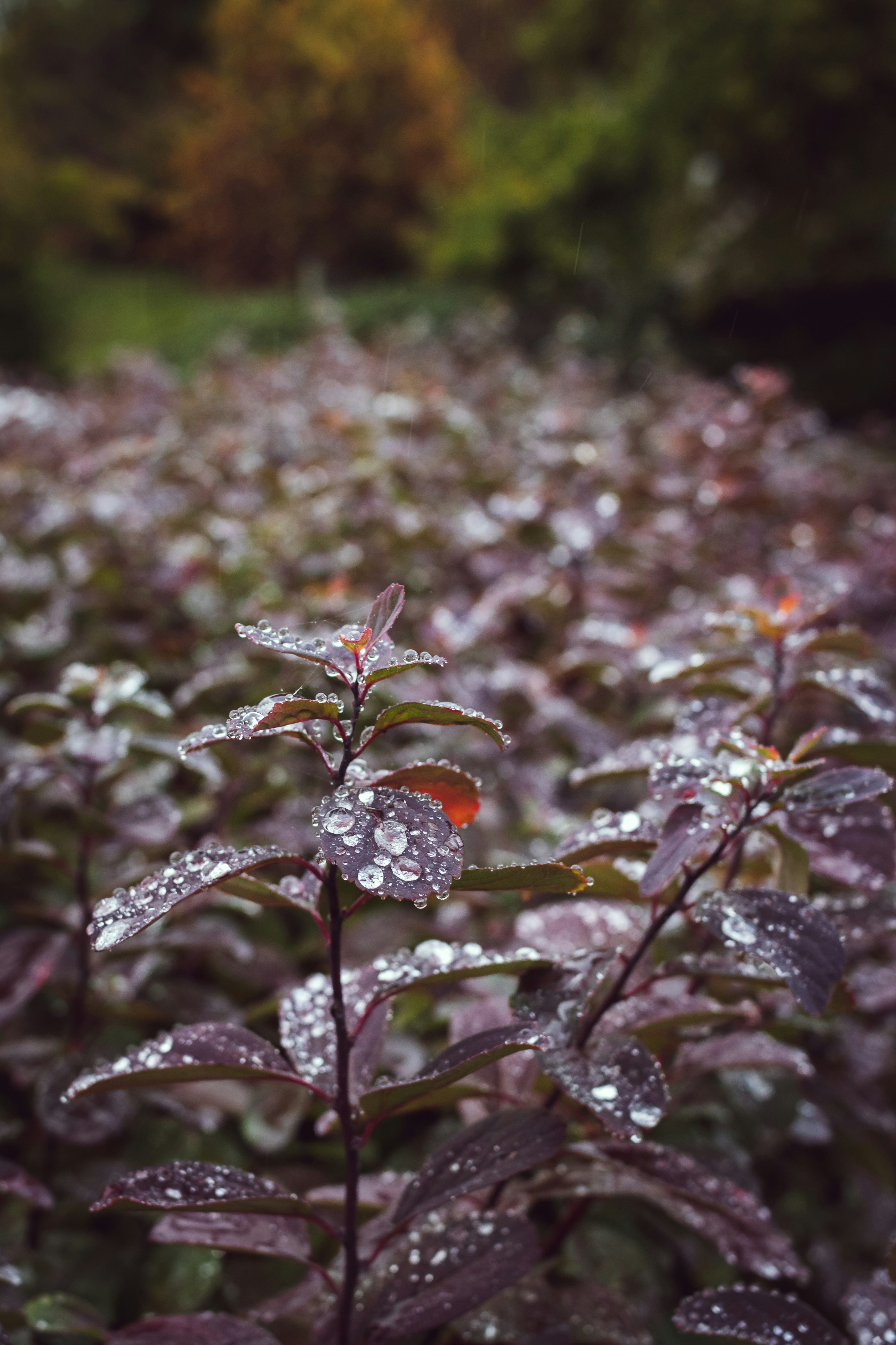 Dew-Speckled Burgundy Leaves in a Quiet Autumn Patch
