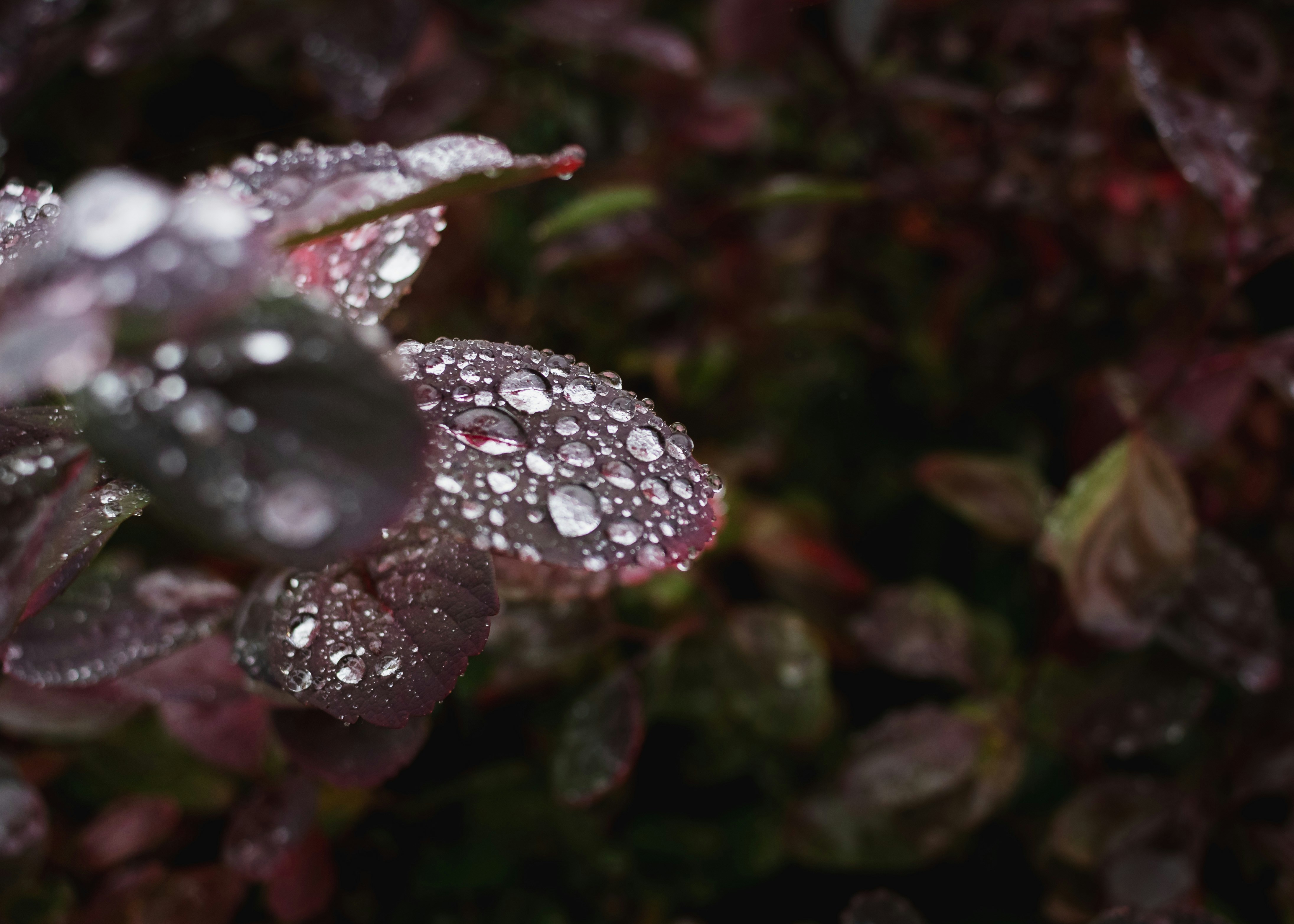 Purple plant petal covered in rain drops