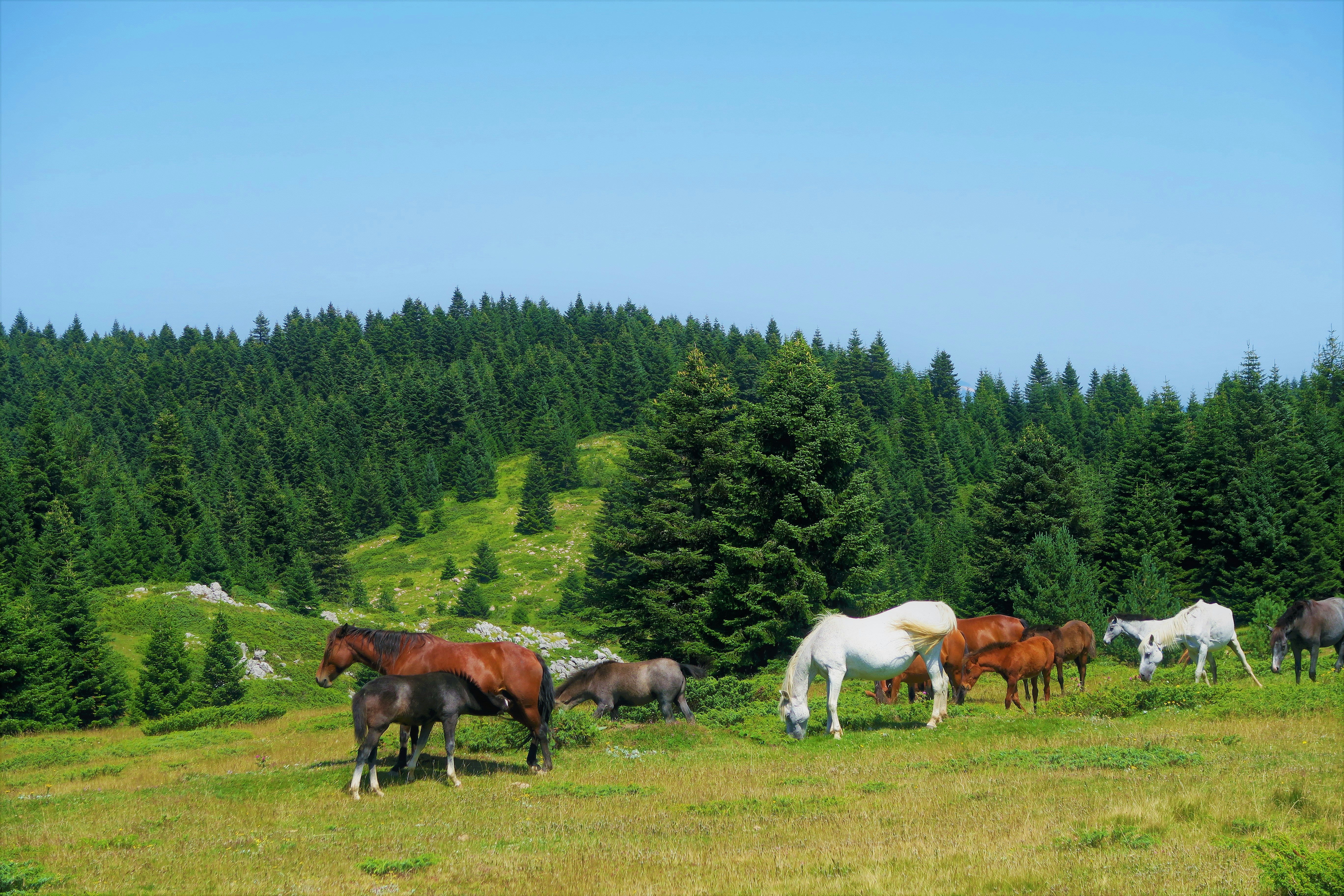 Horses of various colors grazing in a lush green meadow with a backdrop of dense coniferous forest under a clear blue sky.