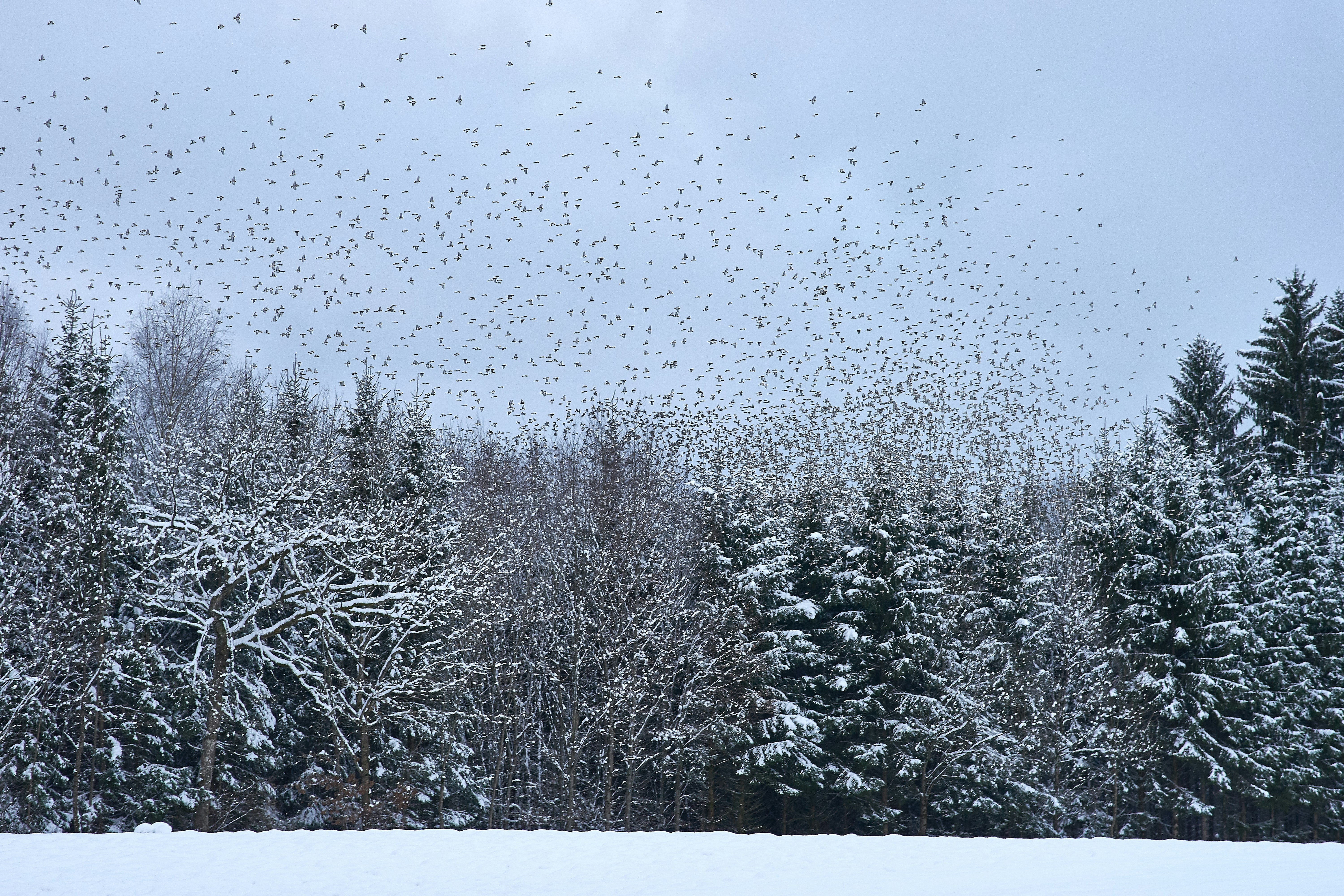 Midwinter Flock Over Snowbound Pines