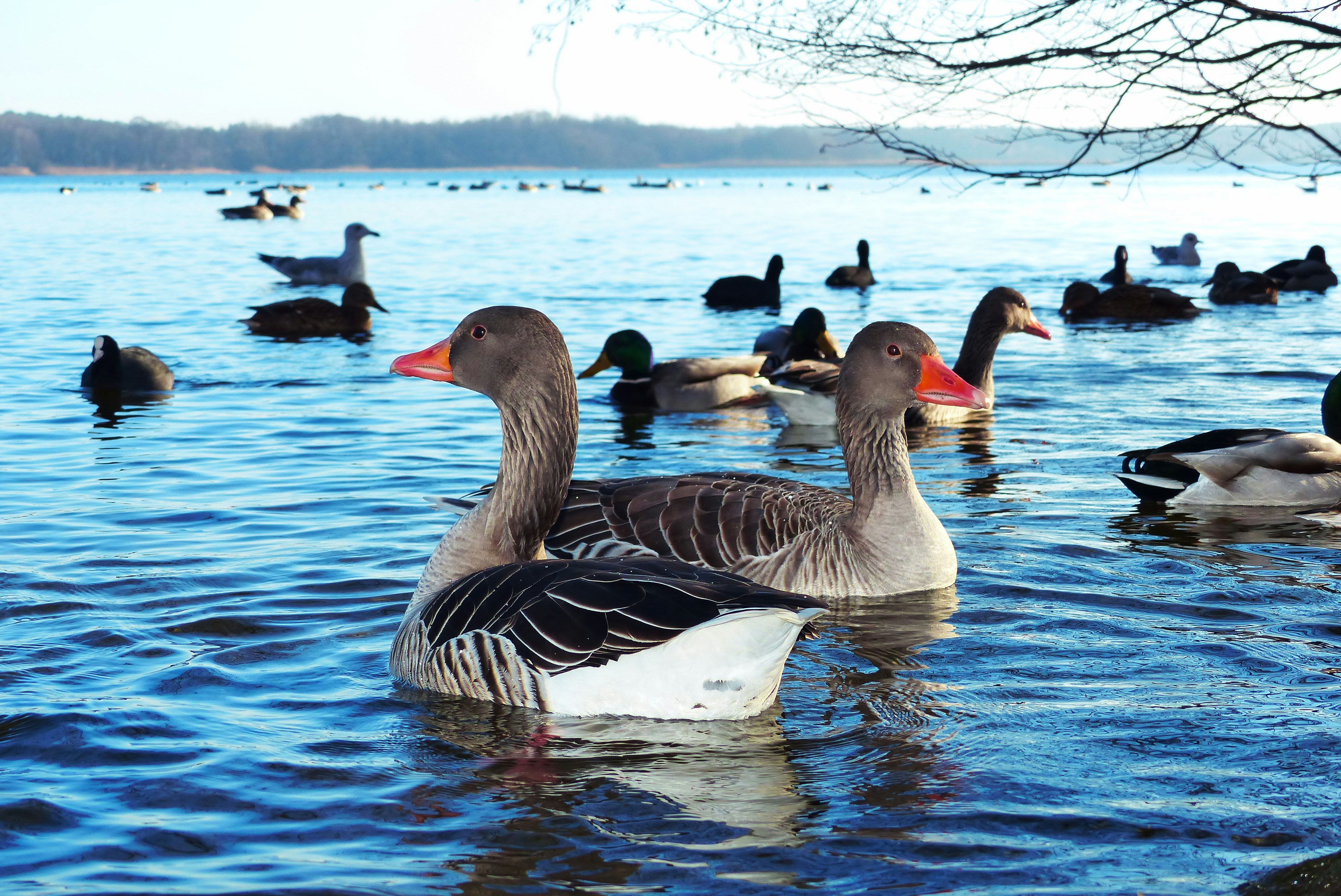 Two Greylag Geese Lead the Daylight Wake Across a Busy Lake