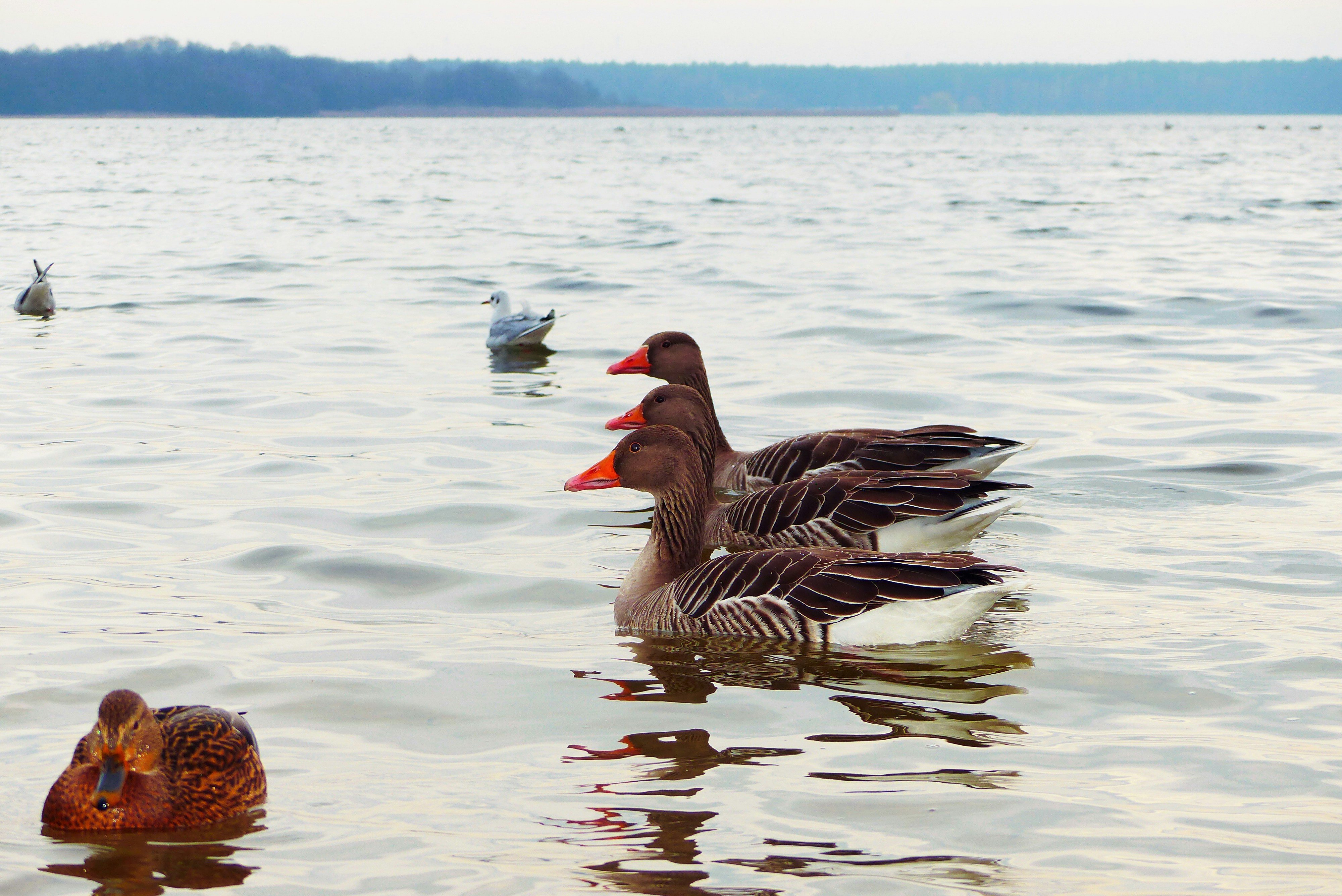 Morning Chorus on the Lake: A Trio of Ducks and Gentle Ripples