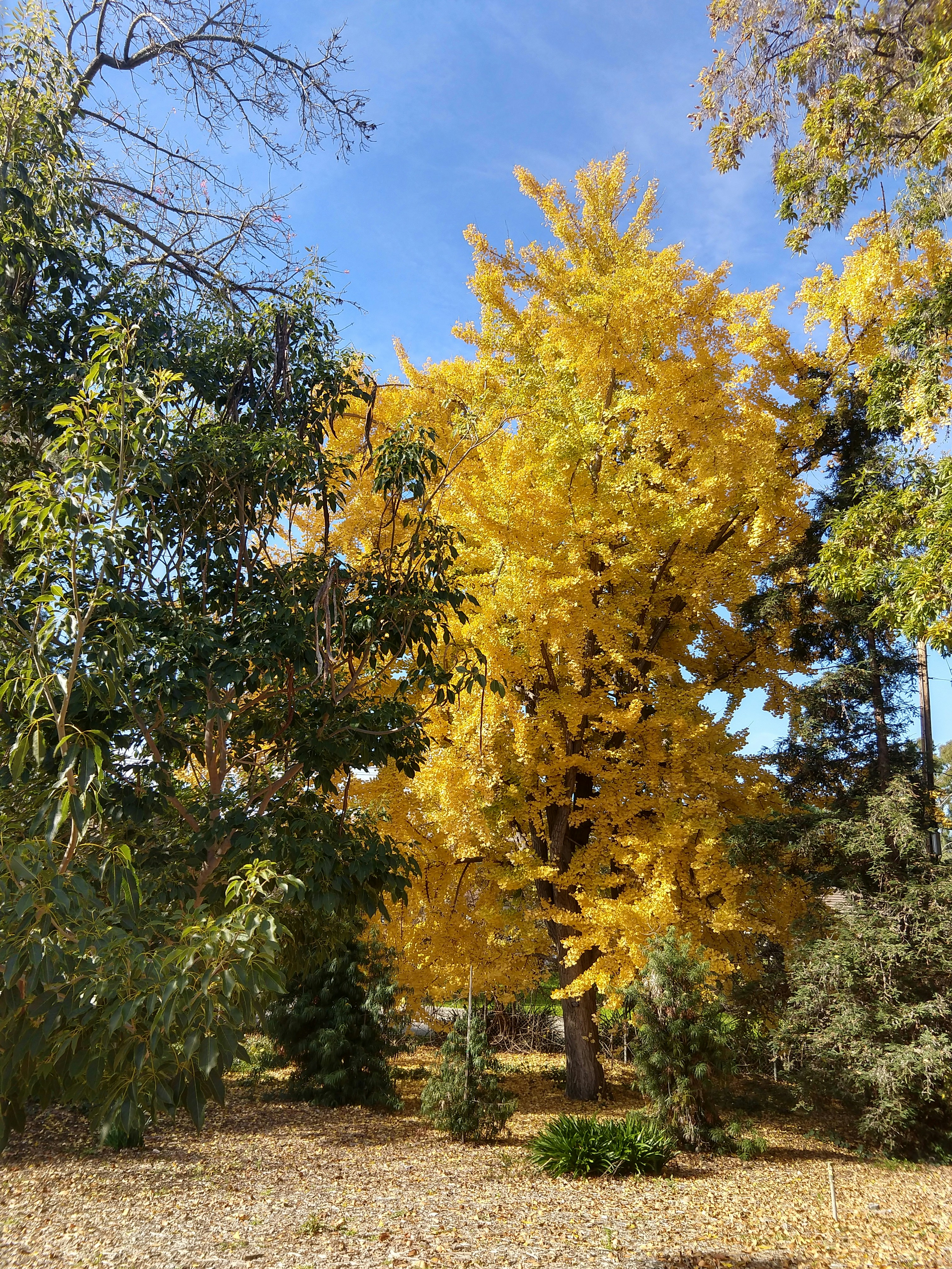 Ginkgo tree with vibrant yellow leaves set against a clear blue sky and surrounded by lush green foliage.