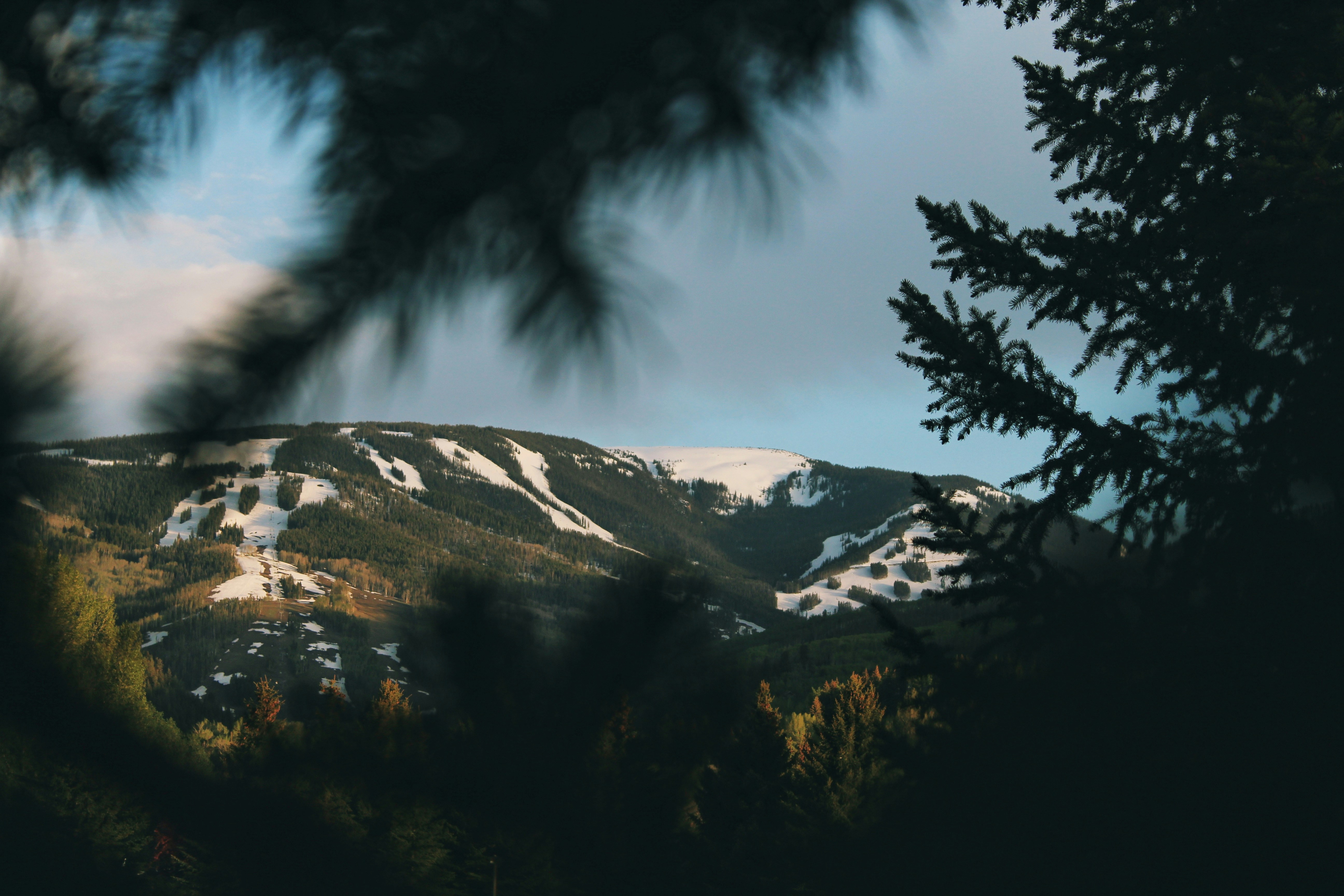 Snow-dusted mountains framed by dark evergreen branches under a partly cloudy sky.