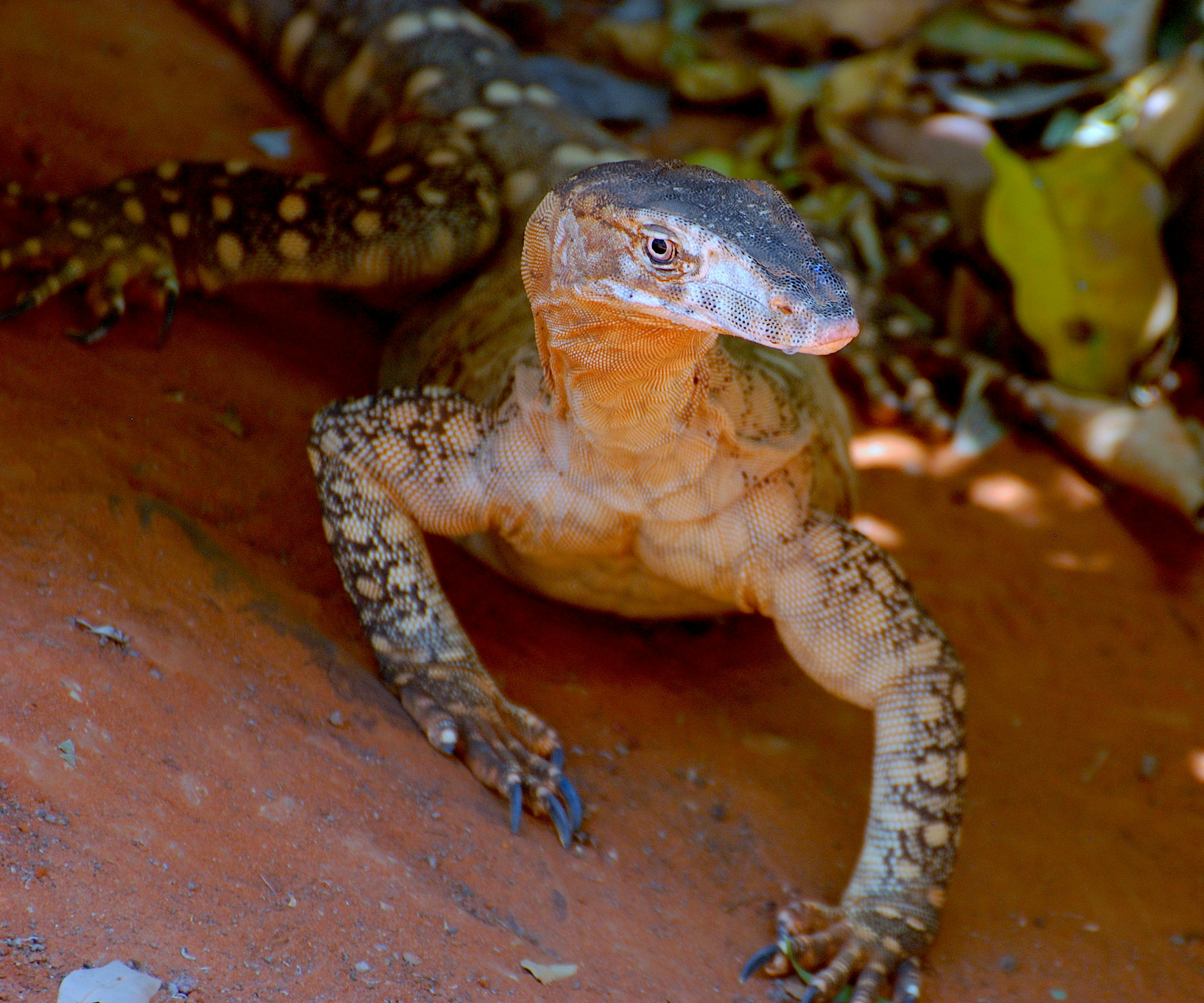 If you use my photos please consider making a small donation here https://www.buymeacoffee.com/KerinGedge :) A Goanna at Lone Pine Koala Sanctuary, Brisbane Australia If you use my photos please remember to credit me!