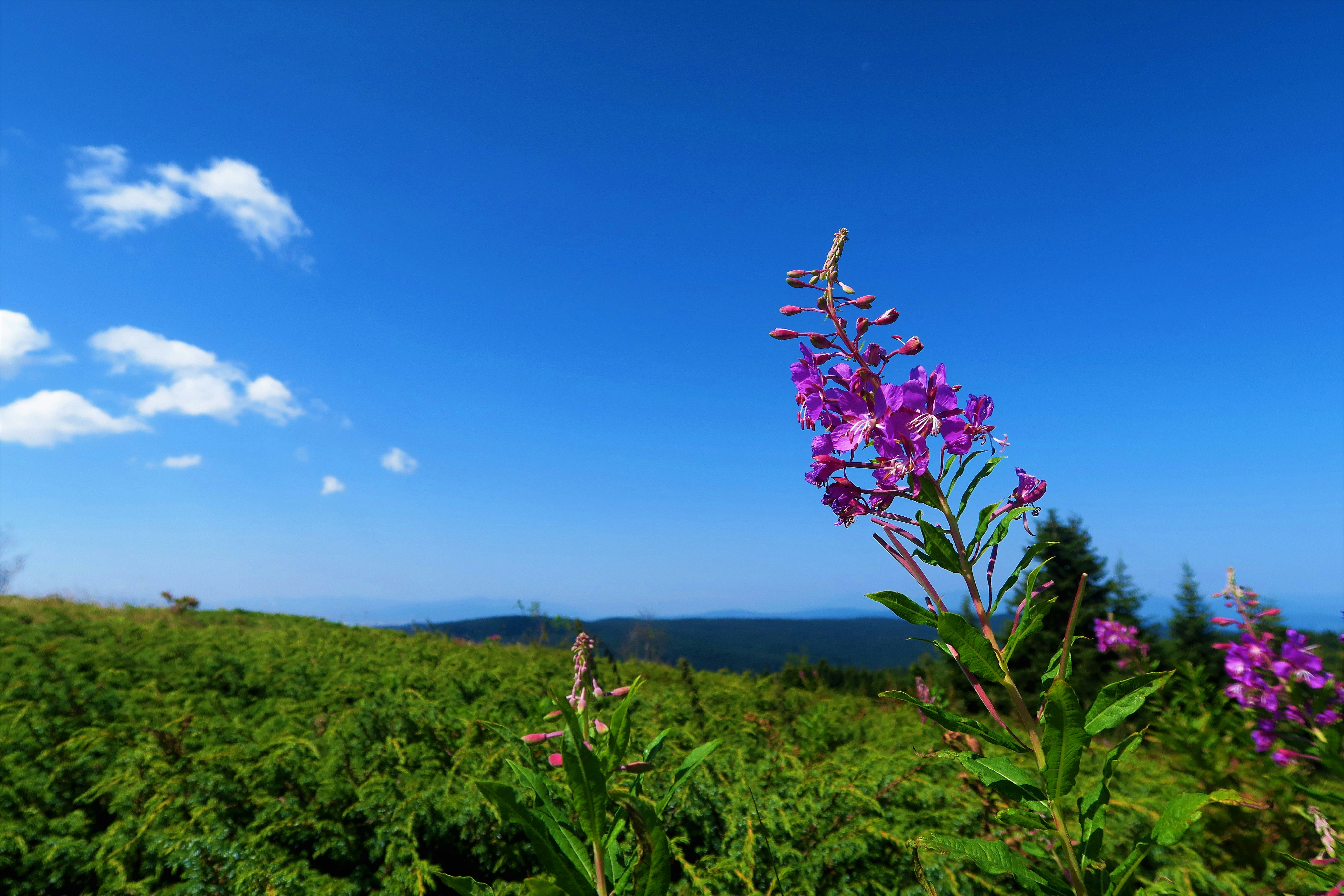 pink flower in green grass field under blue sky during daytime