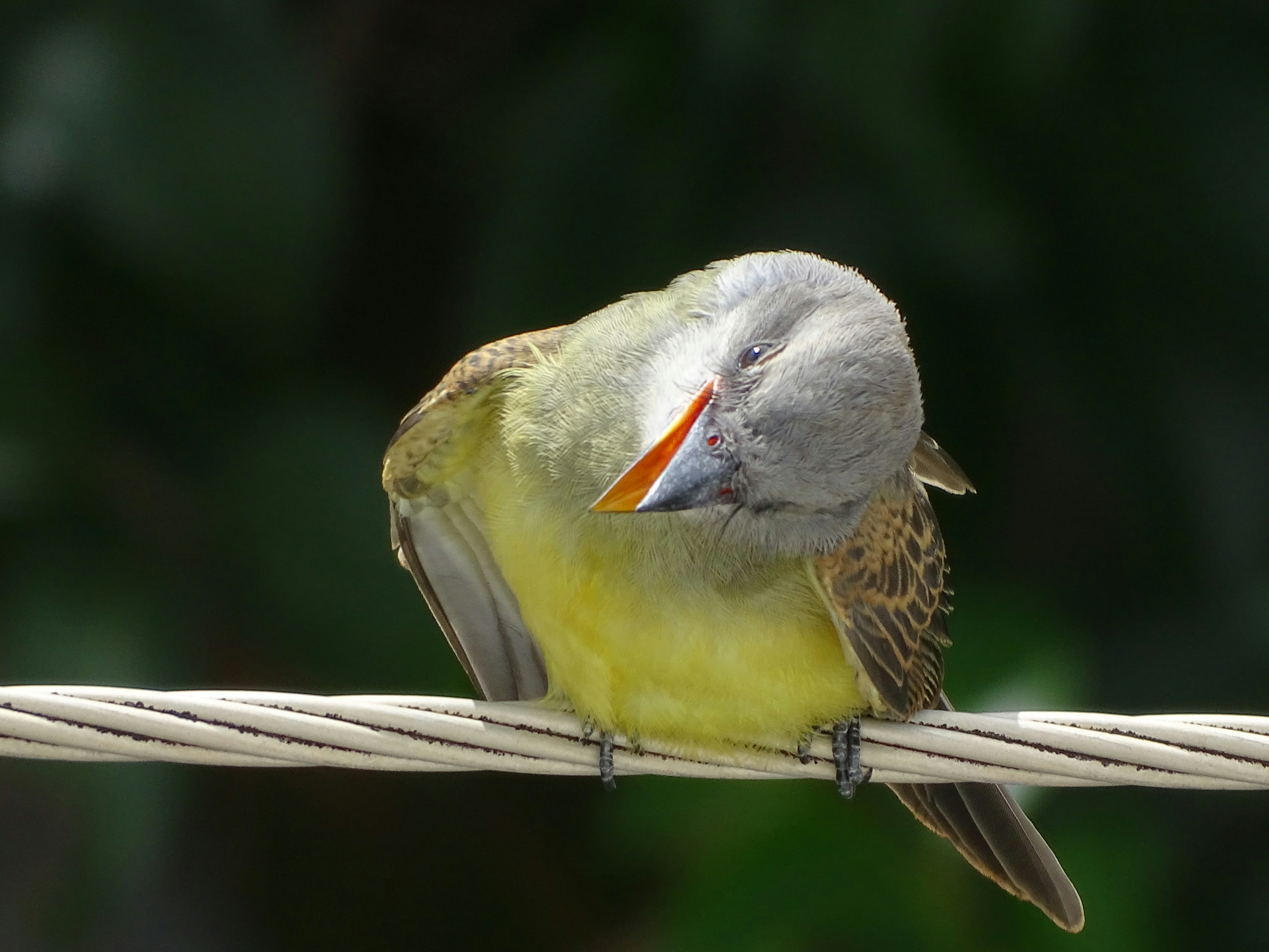 yellow and gray bird on white stick