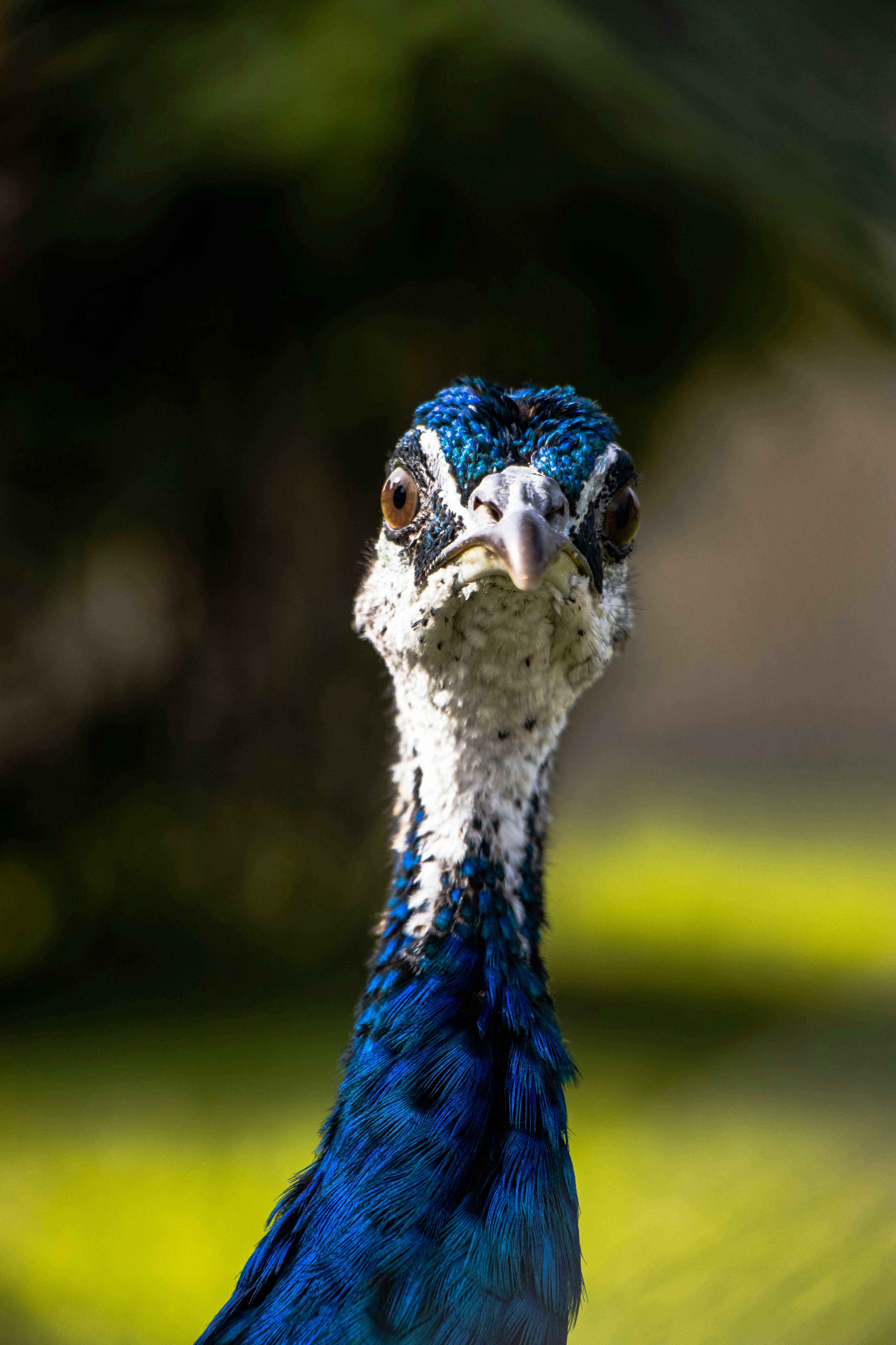 Direct Gaze from a Cobalt-Crowned Peacock: Close-Up Portrait