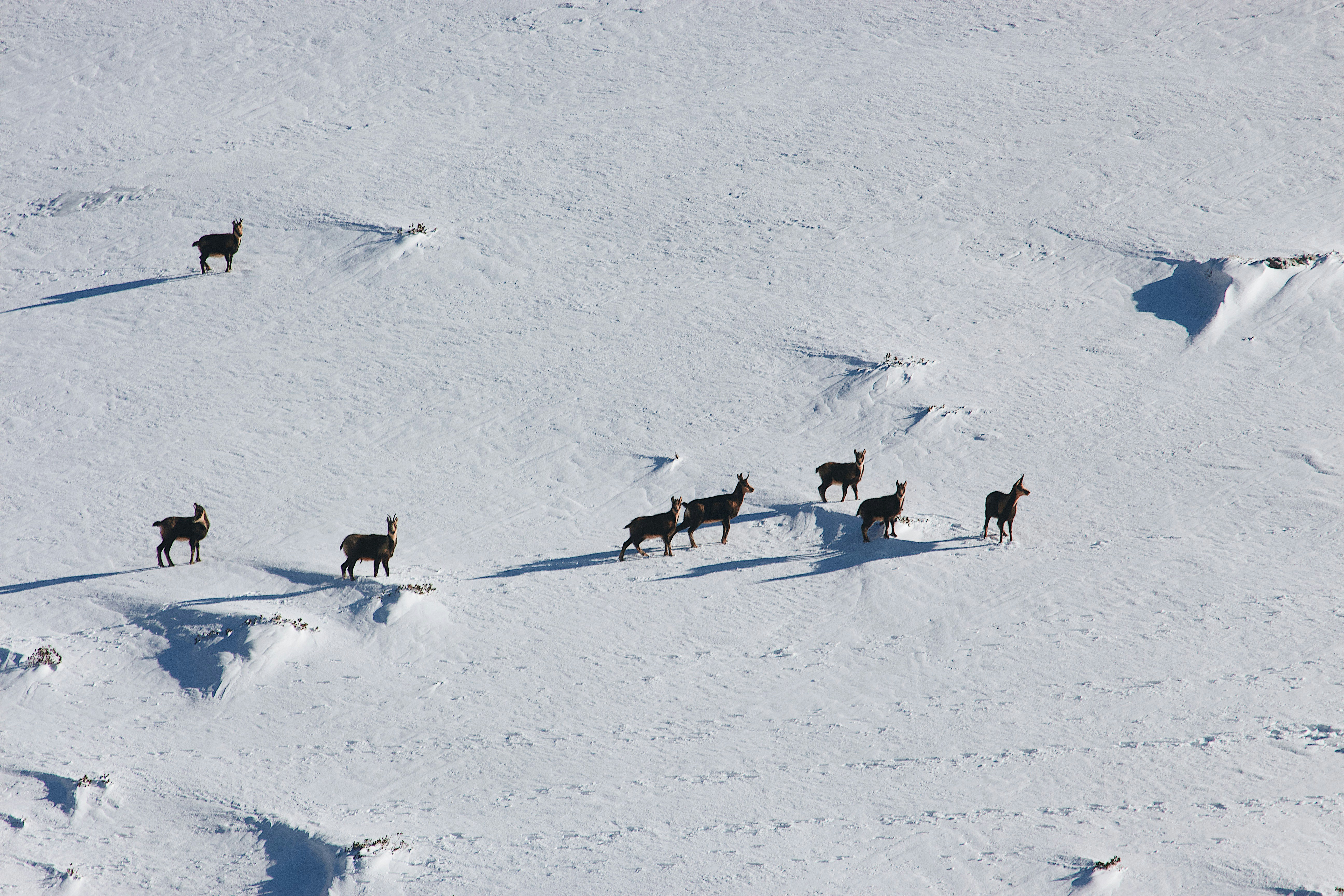 Snowfield Caravan: Alpine Goats Trek Across a Silent Ridge