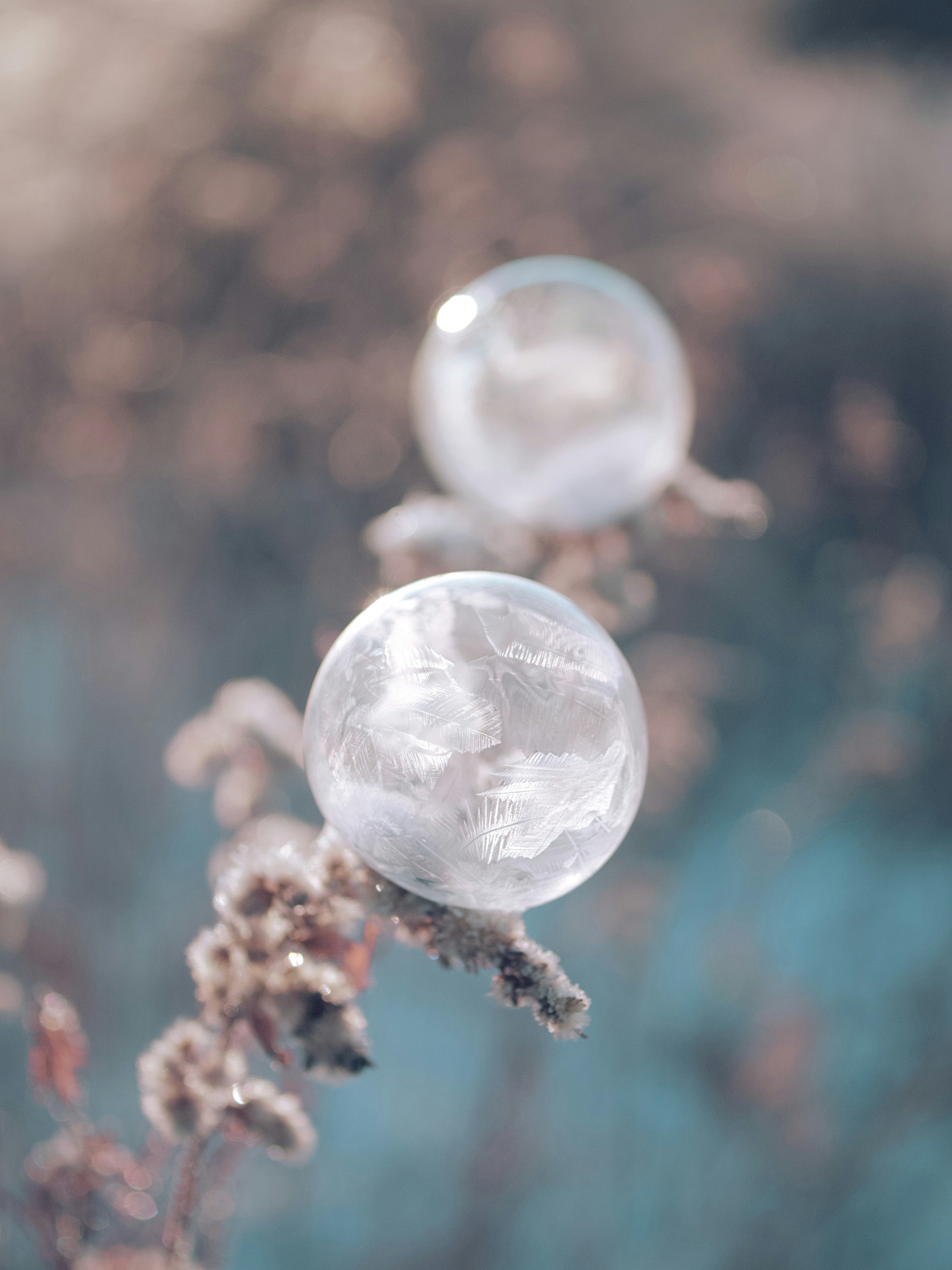 Two delicate, frozen soap bubbles perched on a frost-covered branch, reflecting the soft hues of the background. A serene winter scene unfolds.