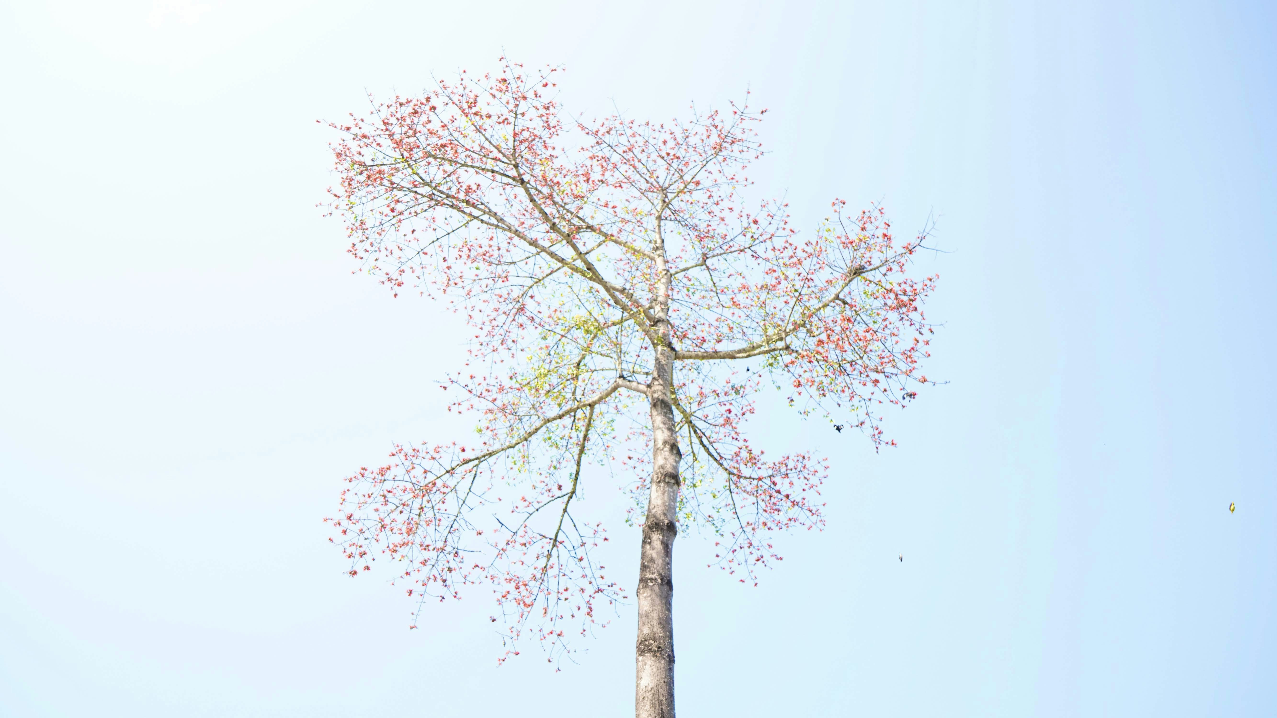 Green and brown tree under white sky during daytime photo – Free White ...