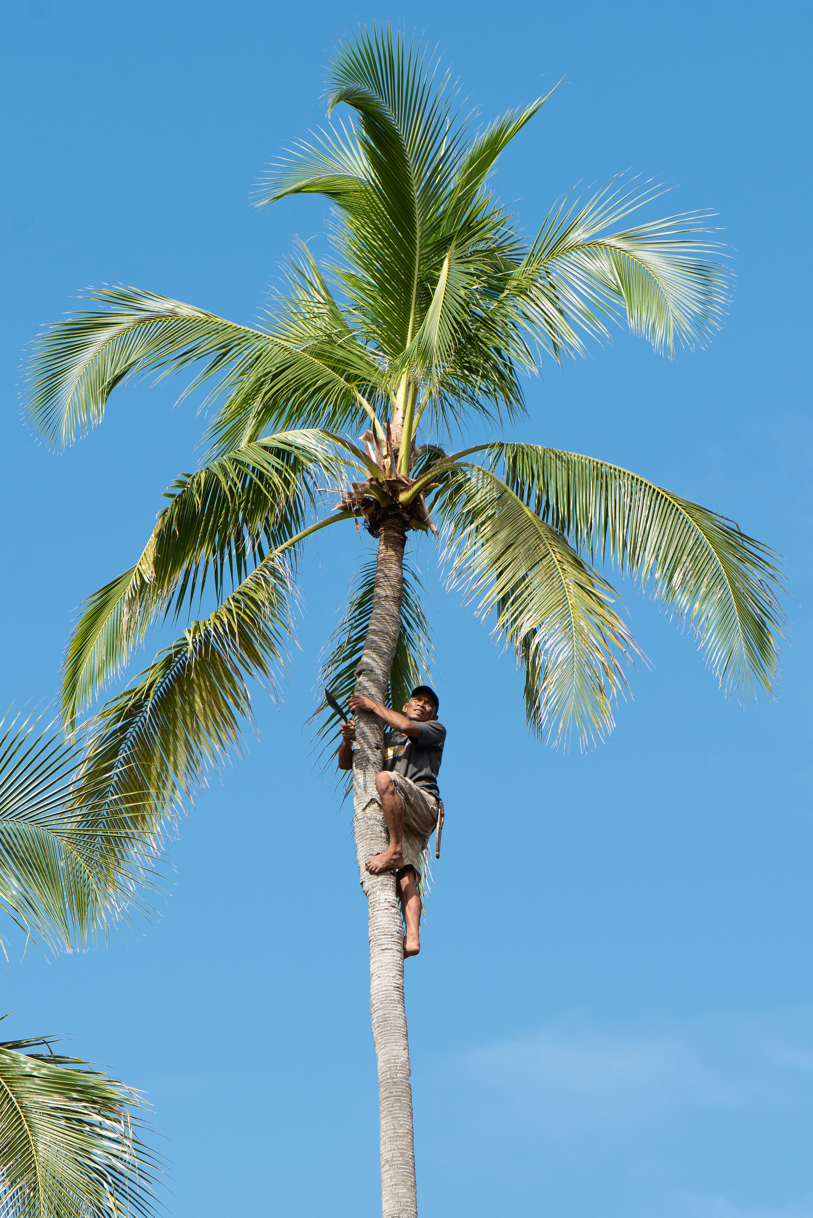 Climber in a Crown: Palm Tree Ascent under a Clear Sky