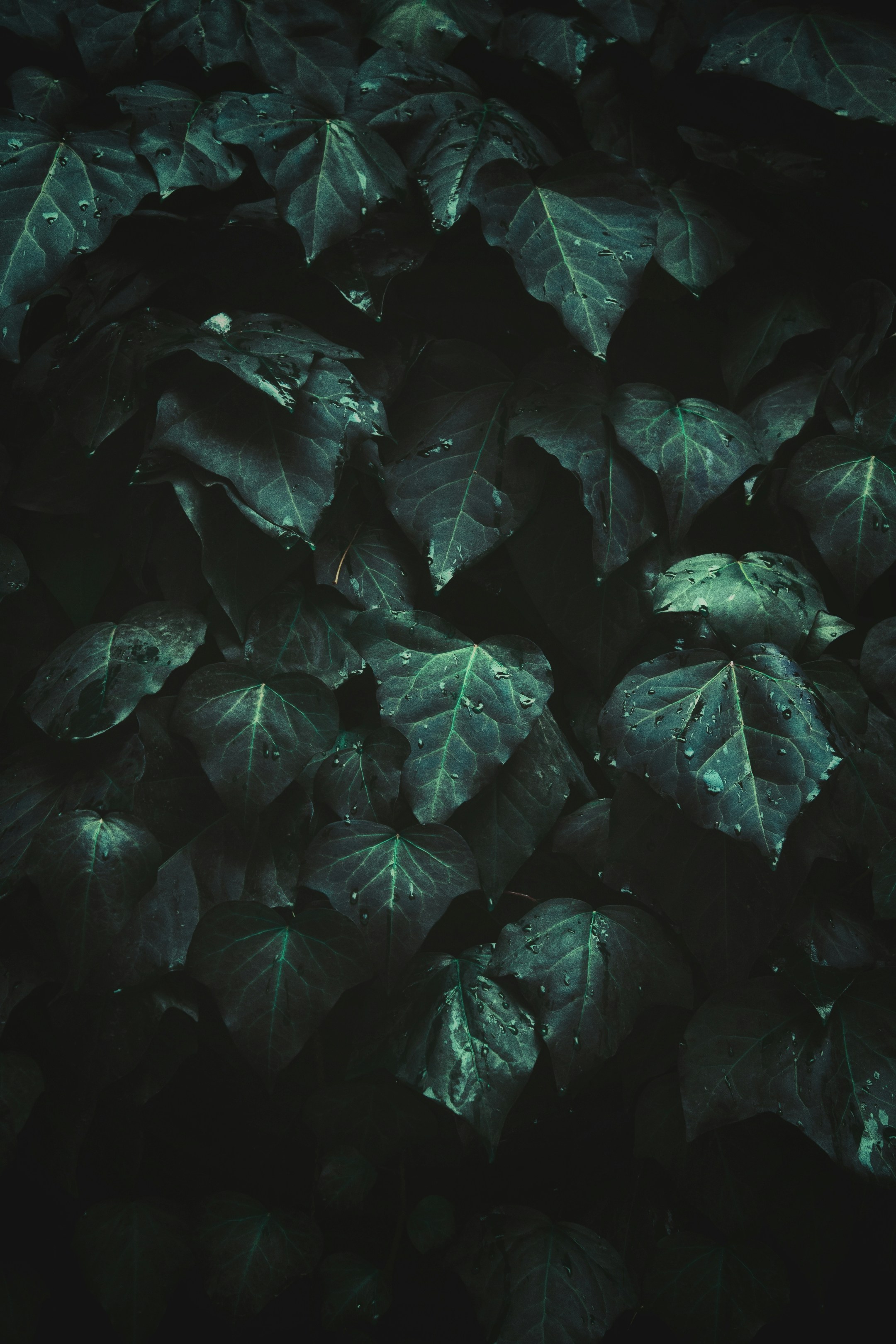 Leaf Wallpaper Pictures | Download Free Images on Unsplash