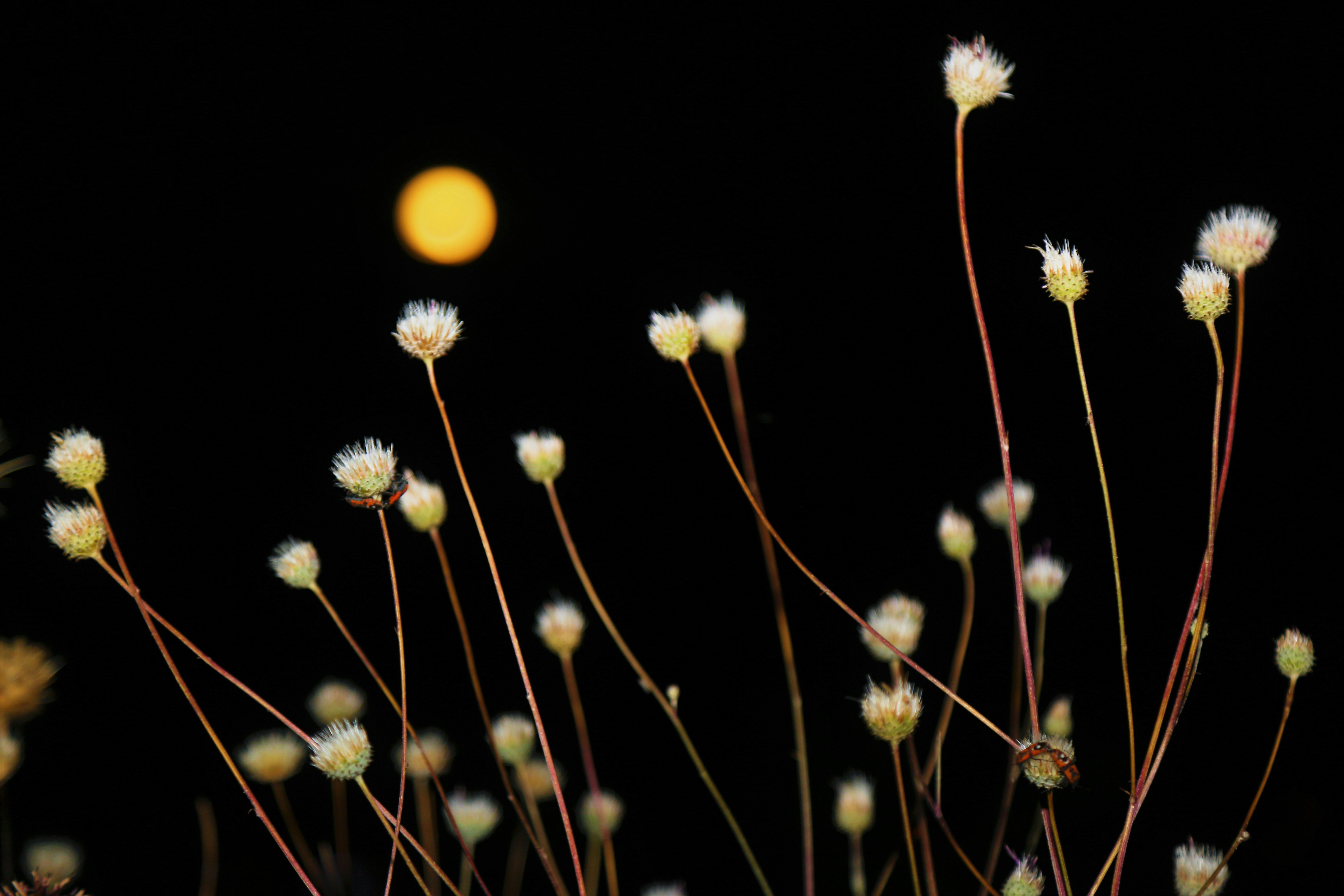 White dandelion flower during night time photo – Free Flower Image on ...